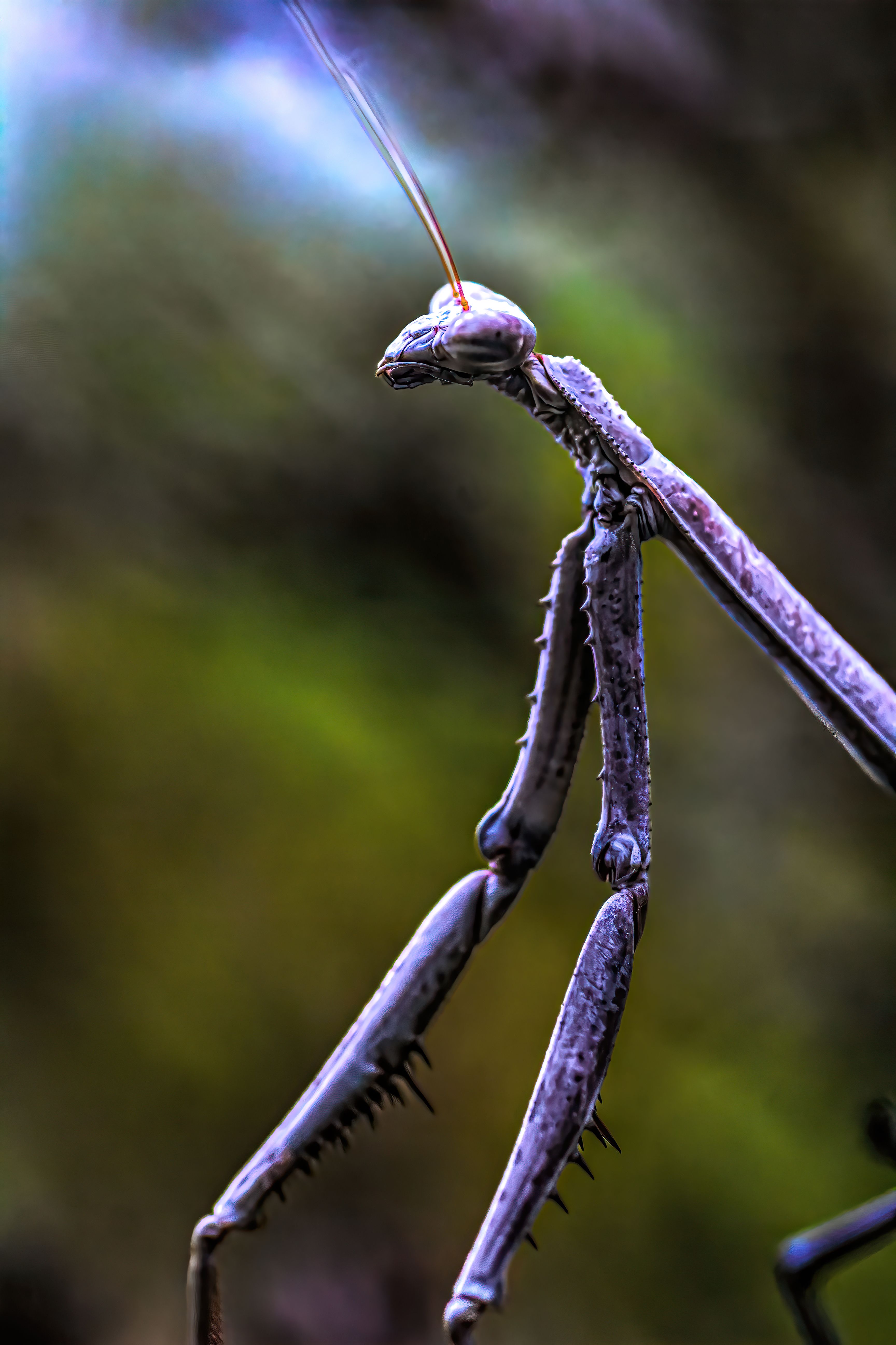 A Close-Up Shot of a Praying Mantis · Free Stock Photo