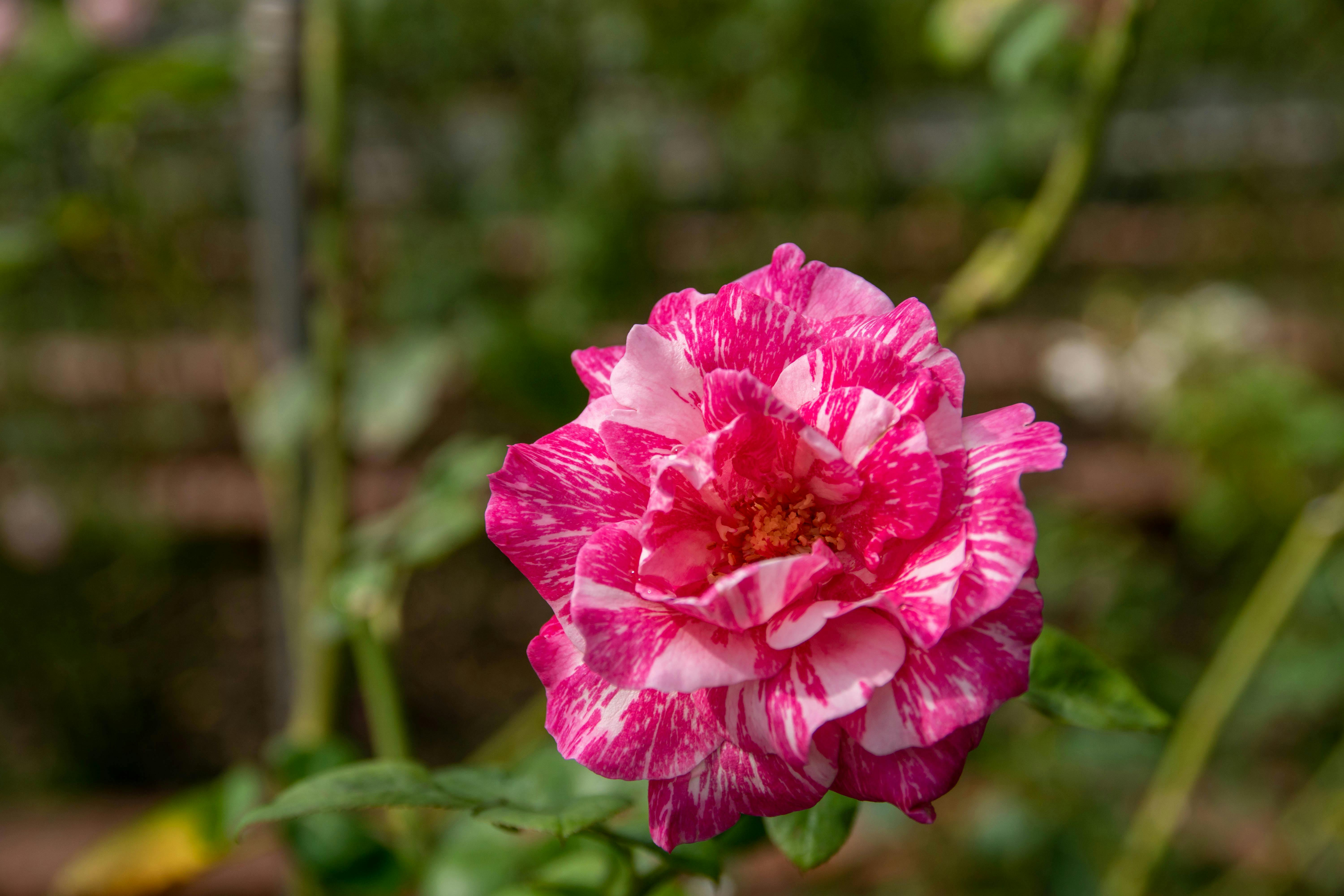 Close-Up Shot of a Rose in Bloom · Free Stock Photo