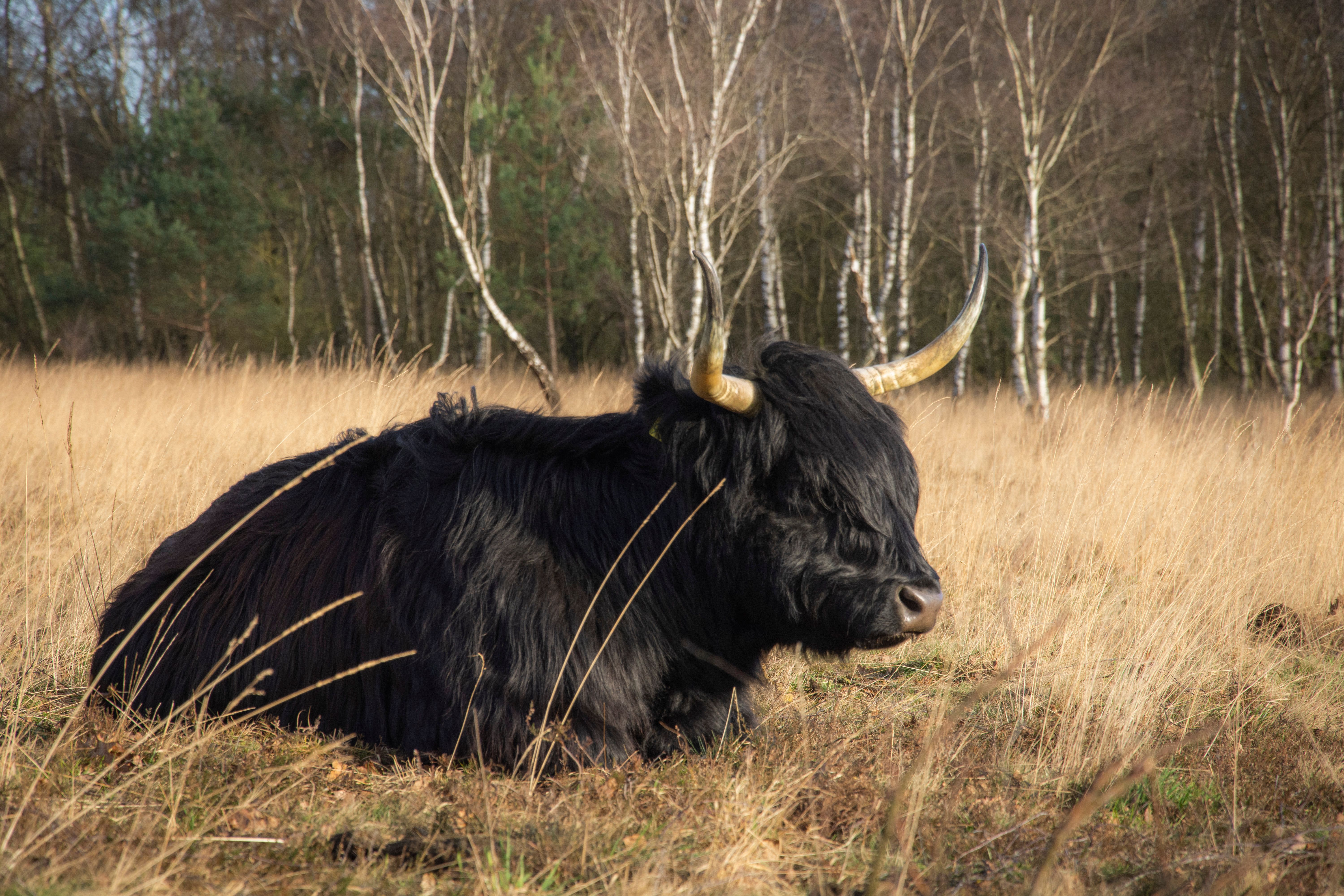 Highland Cattle Lying on Brown Grass · Free Stock Photo