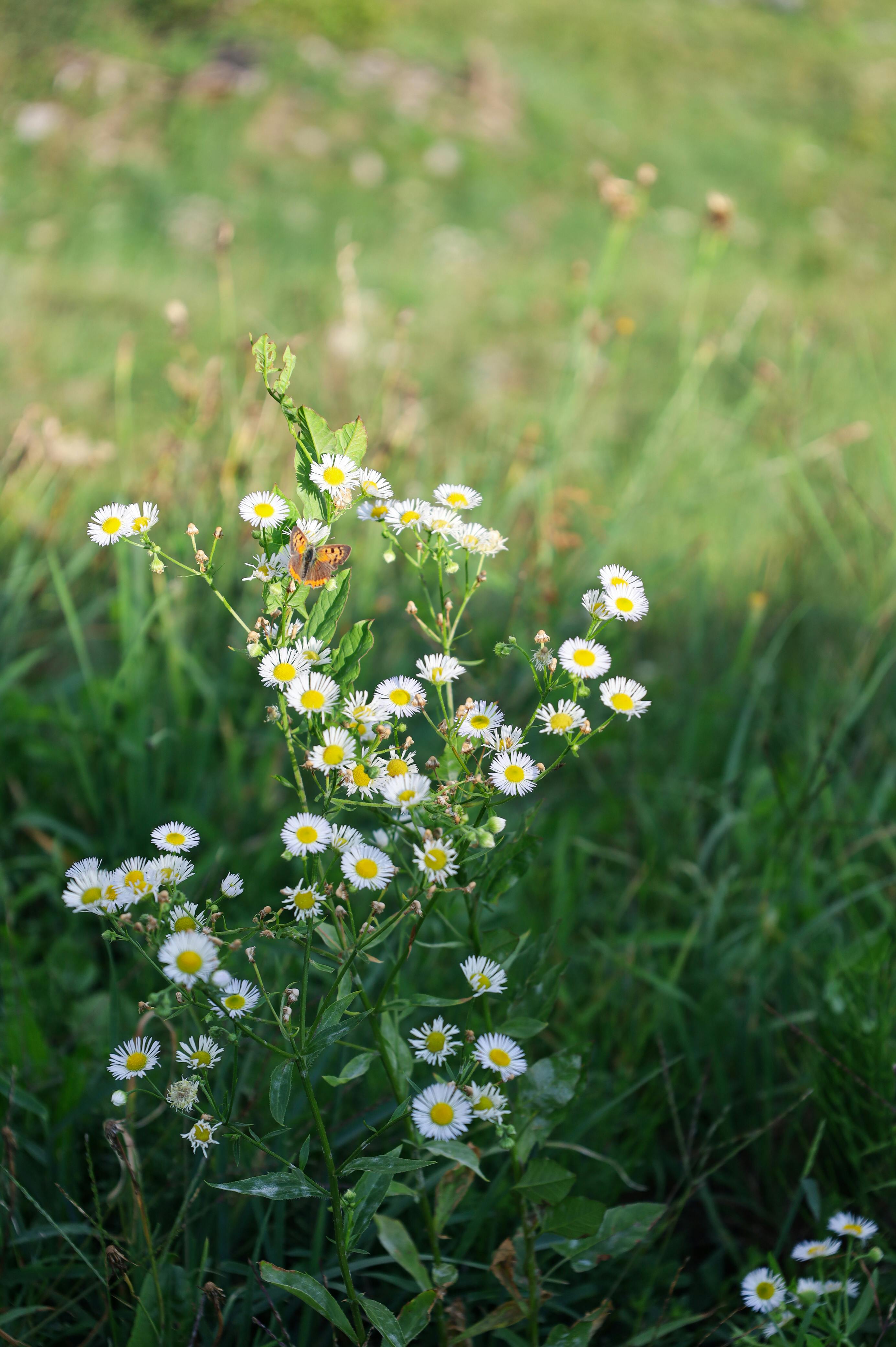 Wildflowers Growing in Grass · Free Stock Photo