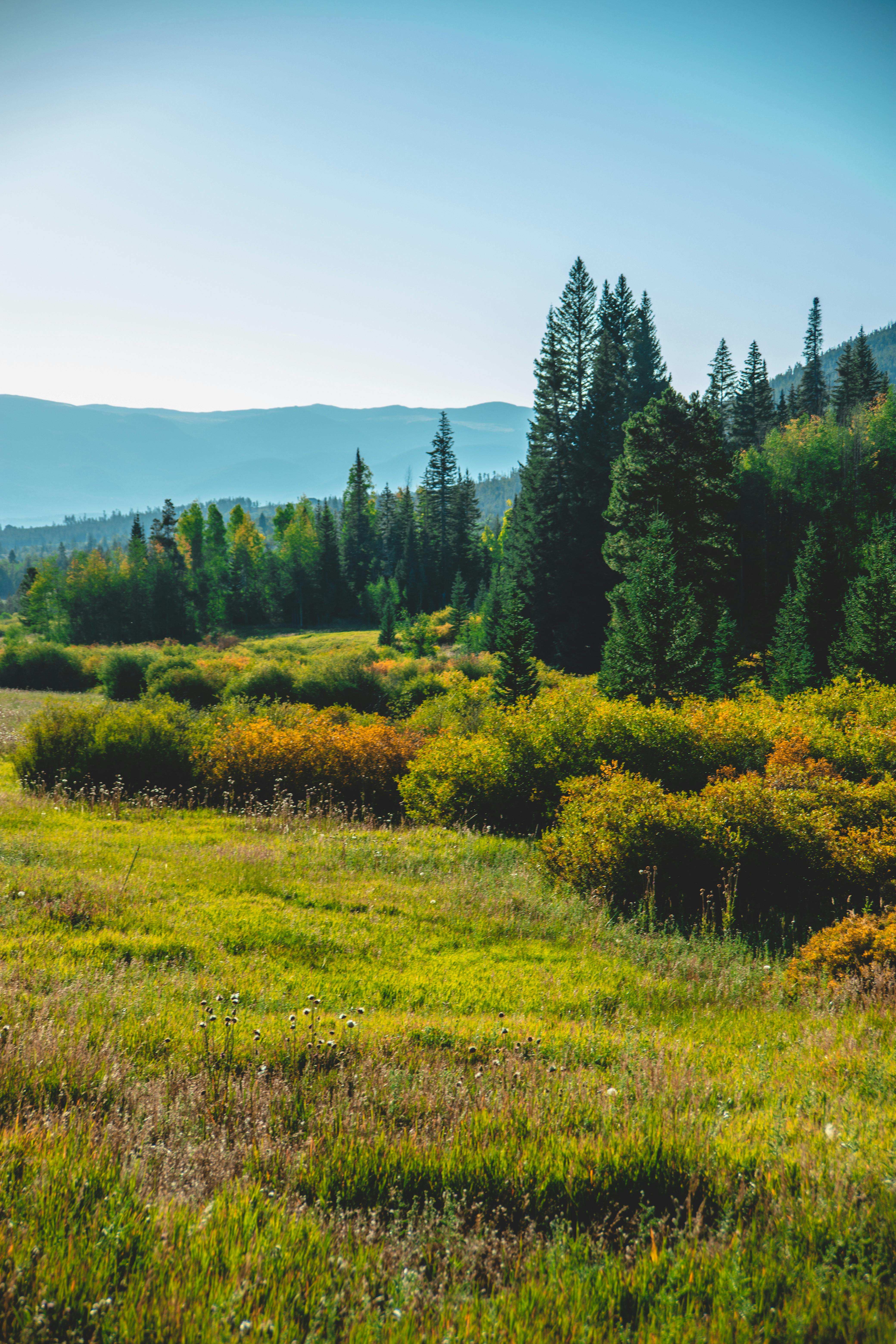 Shrubs and Trees in the Countryside · Free Stock Photo