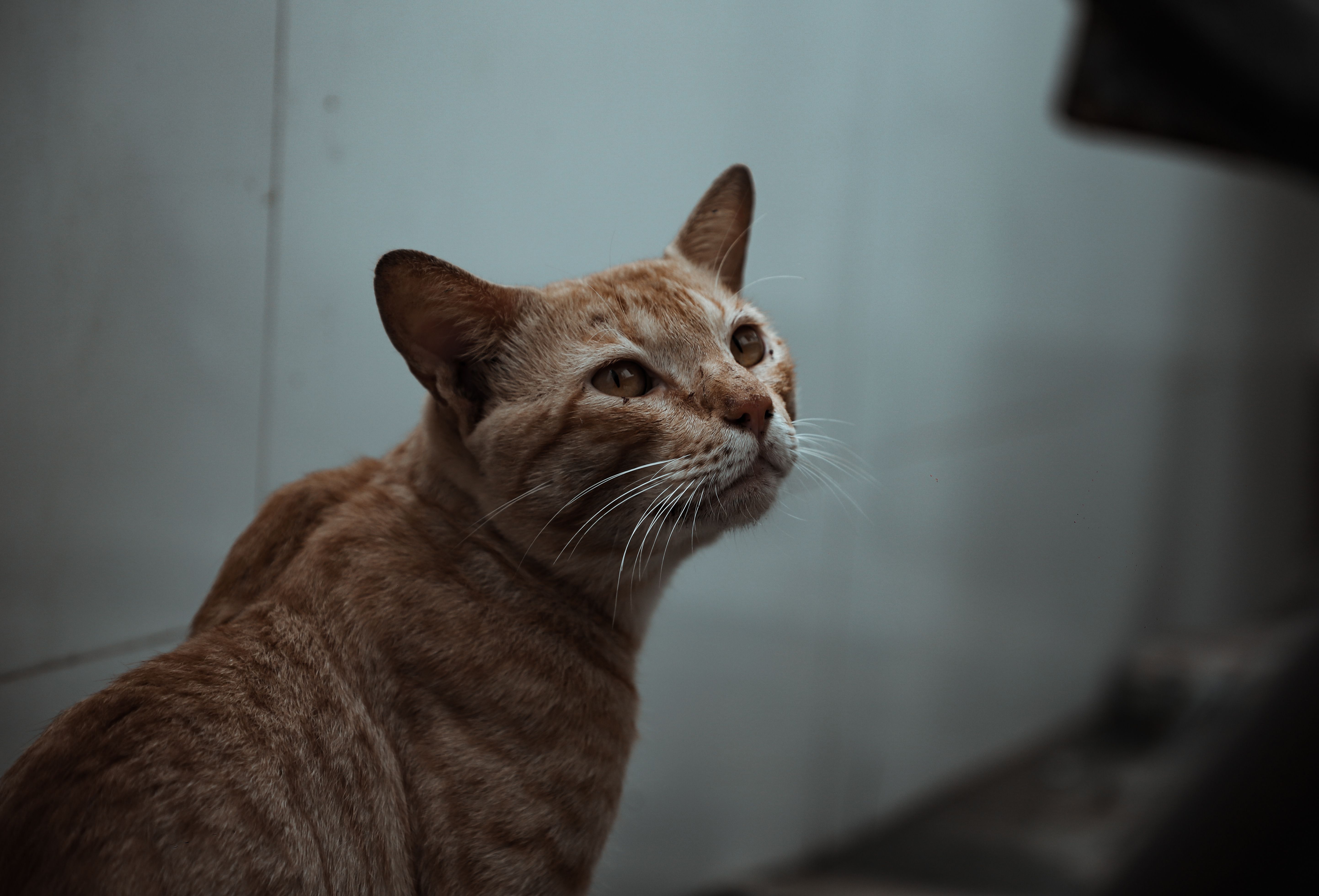 Photo of a Cat · Free Stock Photo