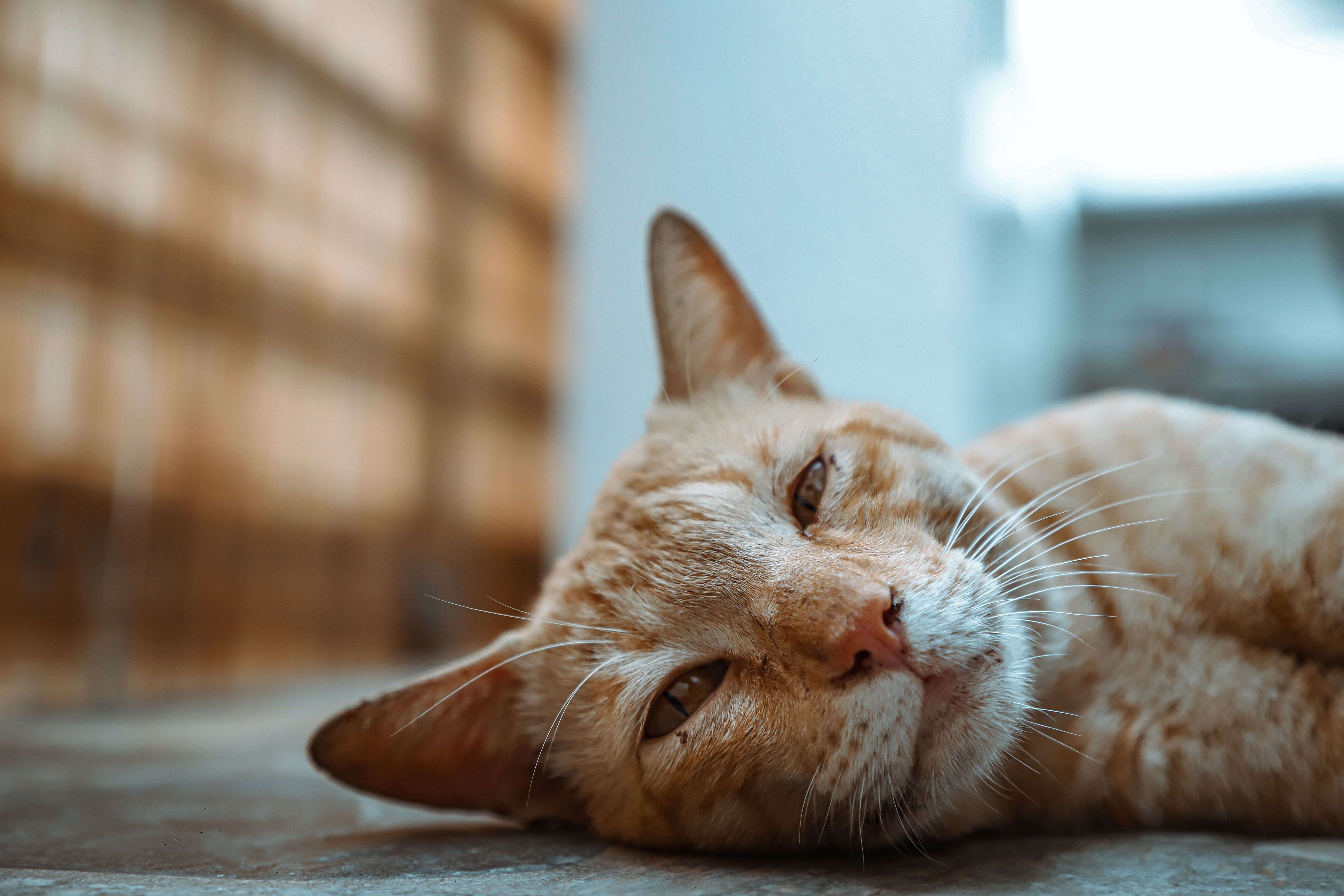 Photo of a Cat · Free Stock Photo