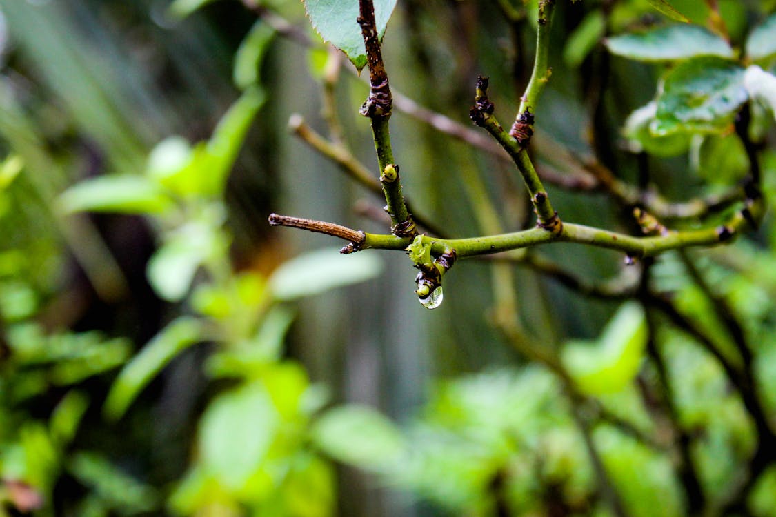 Free Stock Photo Of Hard Green free-stock-photo-of-hard-green