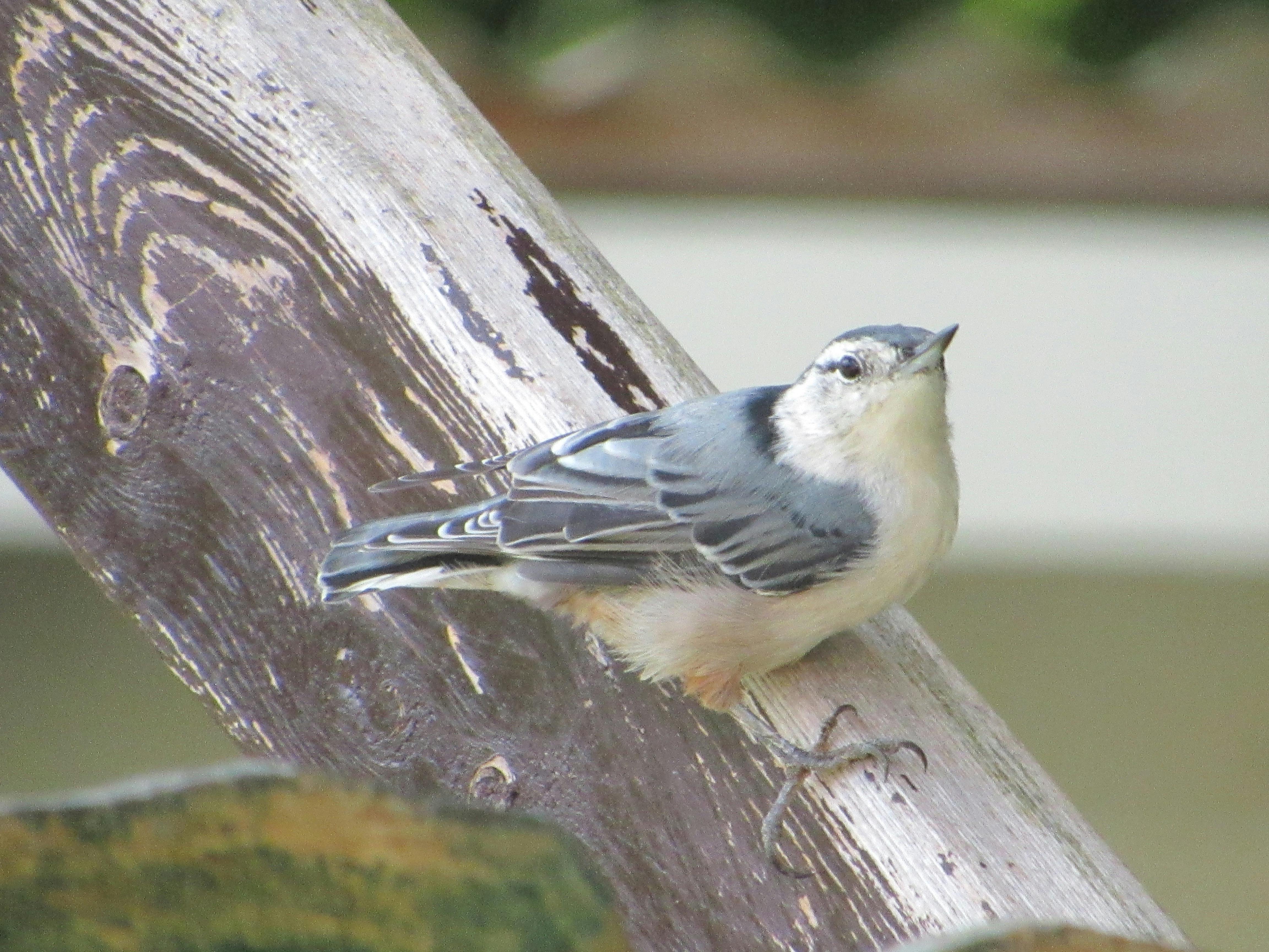 Birds 14 Photos & Videos Collected by Peter Tremblay