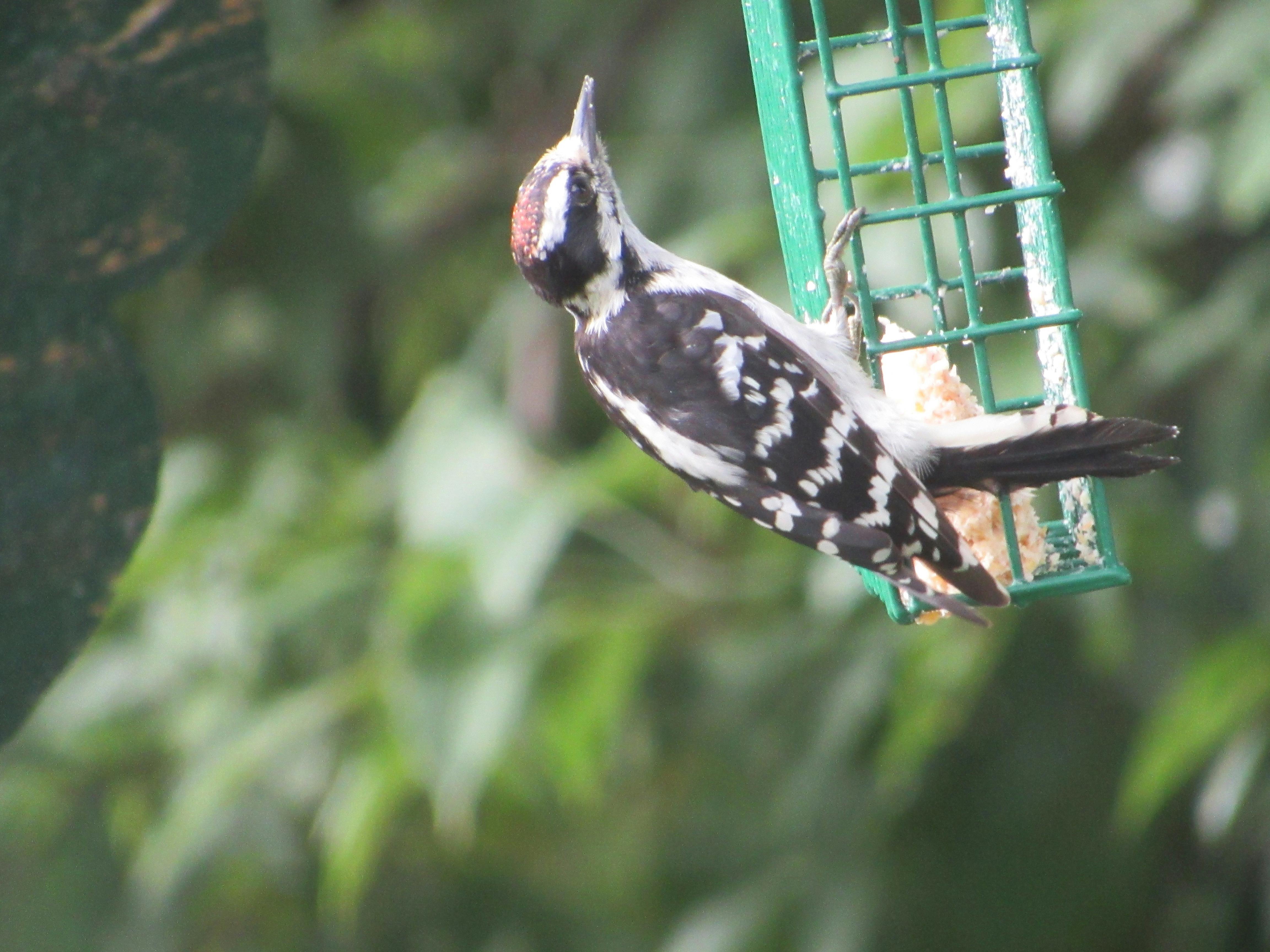 Birds 14 Photos & Videos Collected by Peter Tremblay