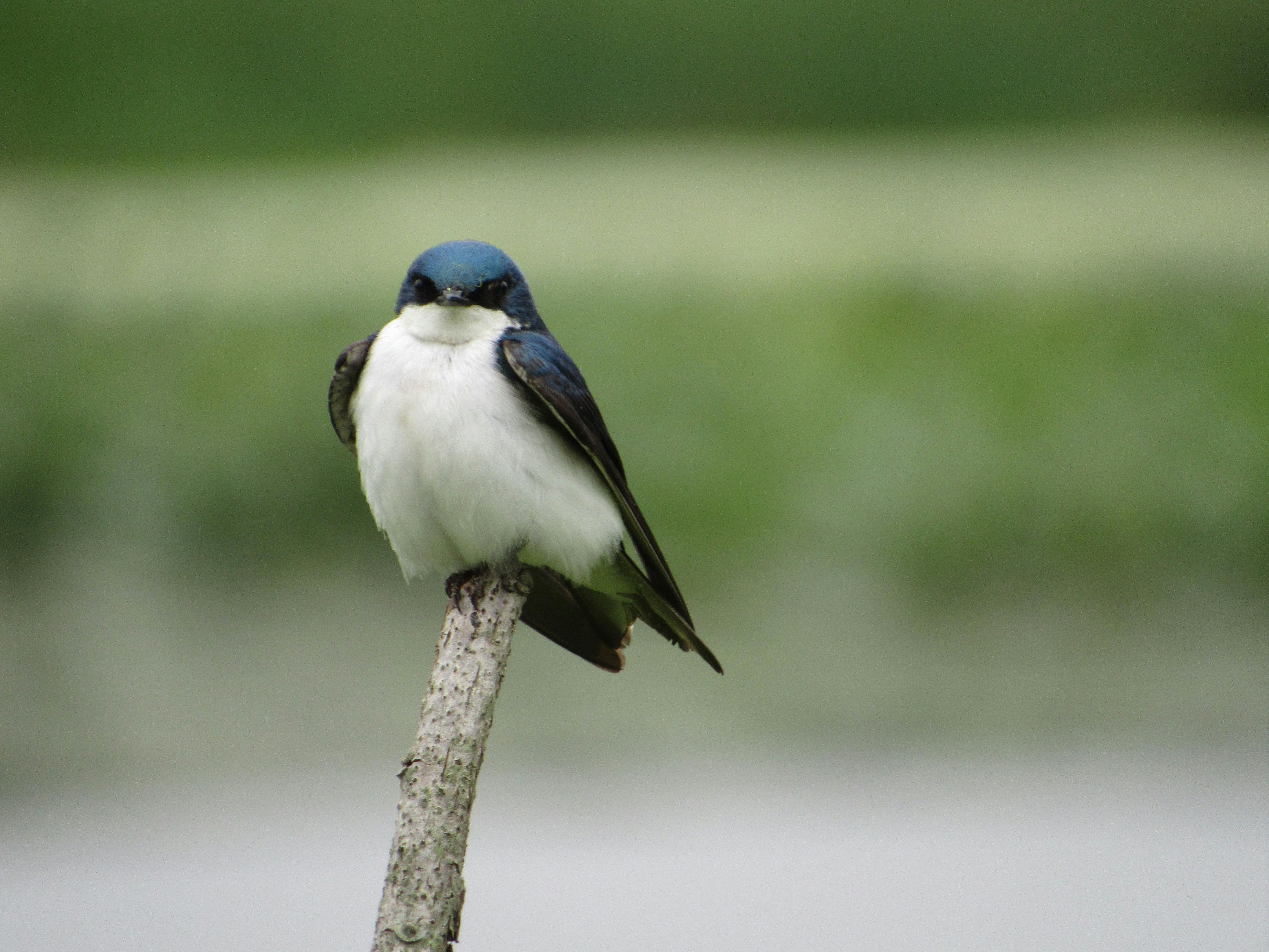 Birds 14 Photos & Videos Collected by Peter Tremblay