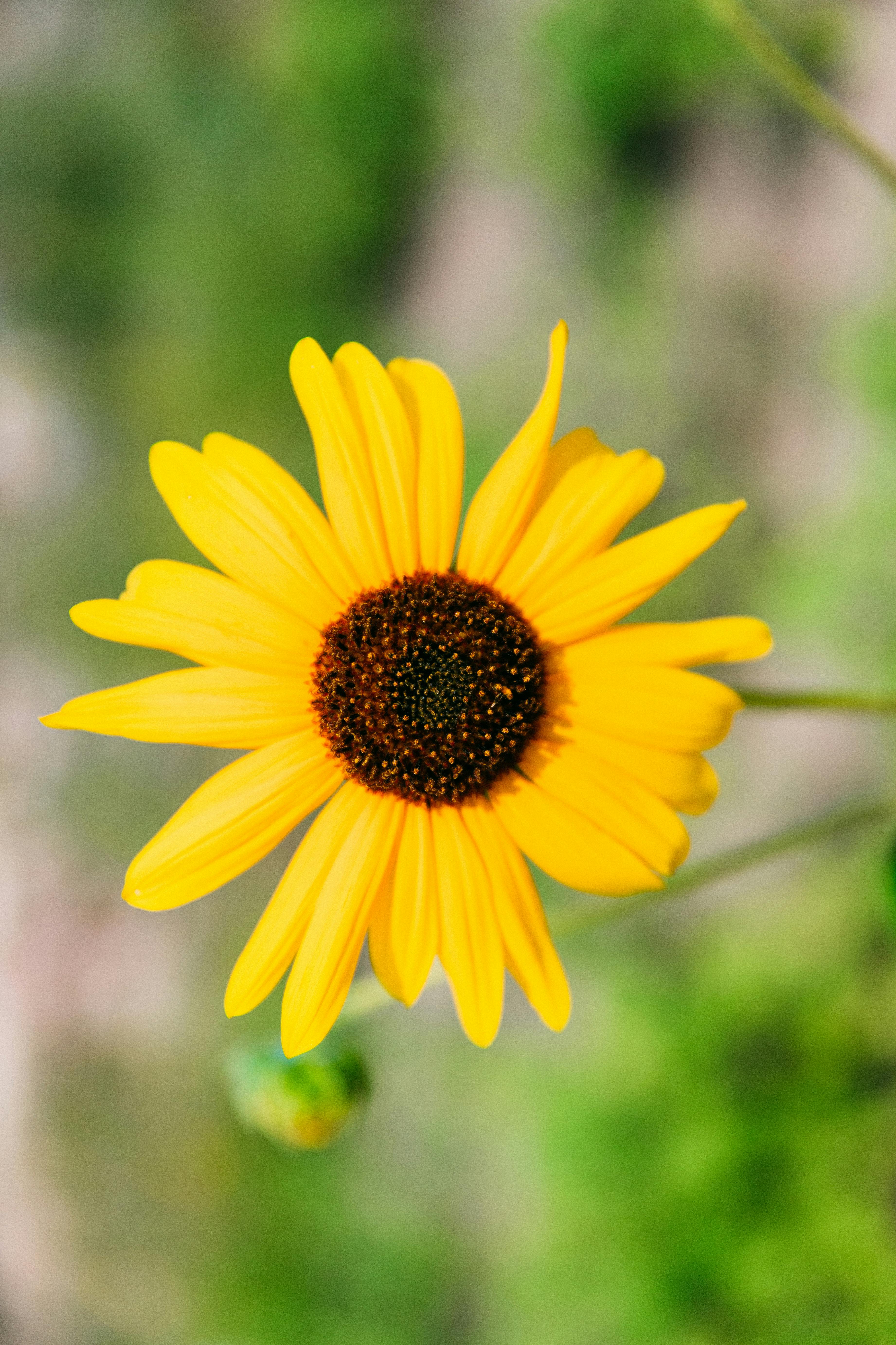 Close-Up Photo of a Black Eyed Susan Flower · Free Stock Photo