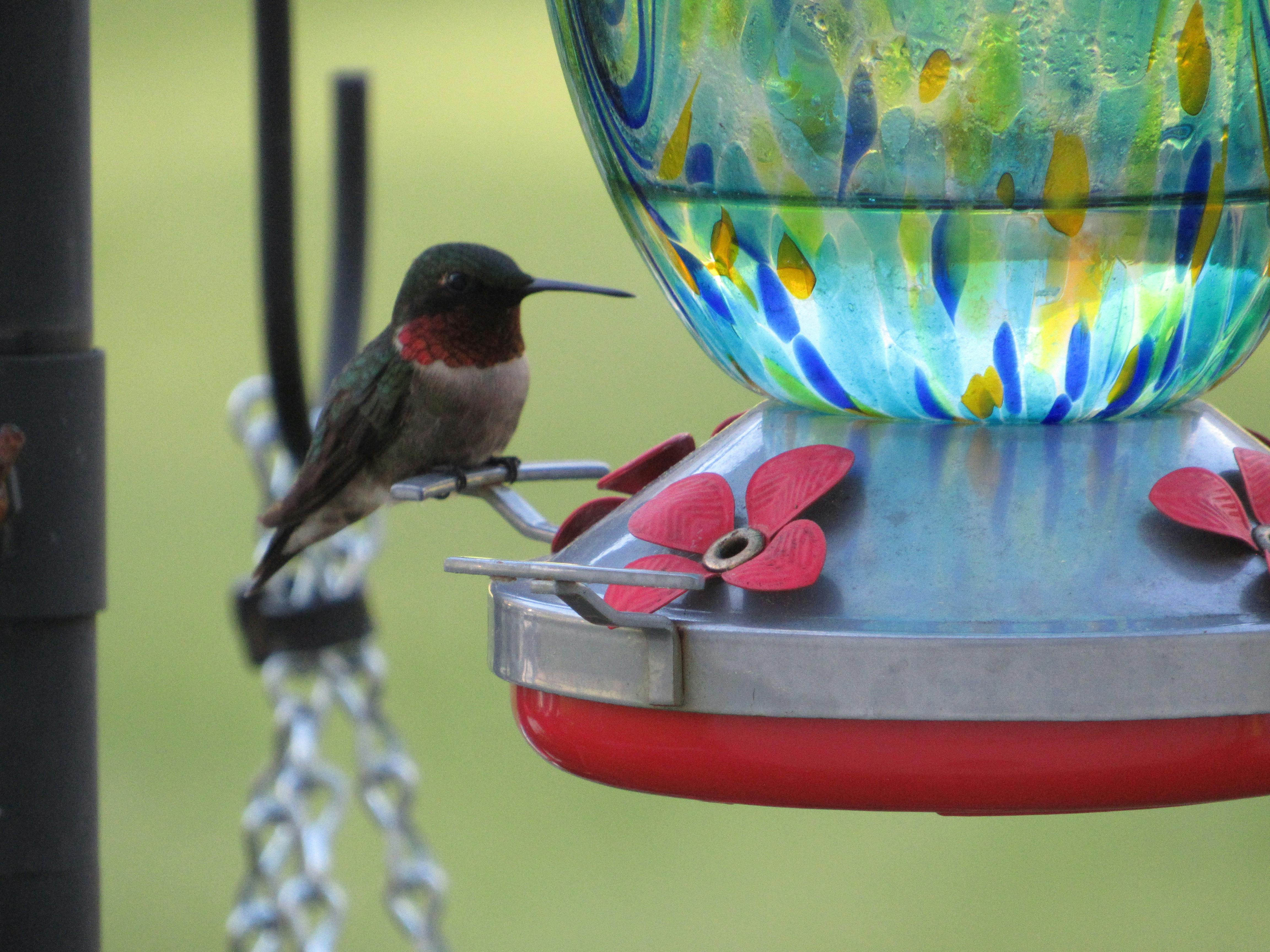 Birds 14 Photos & Videos Collected by Peter Tremblay