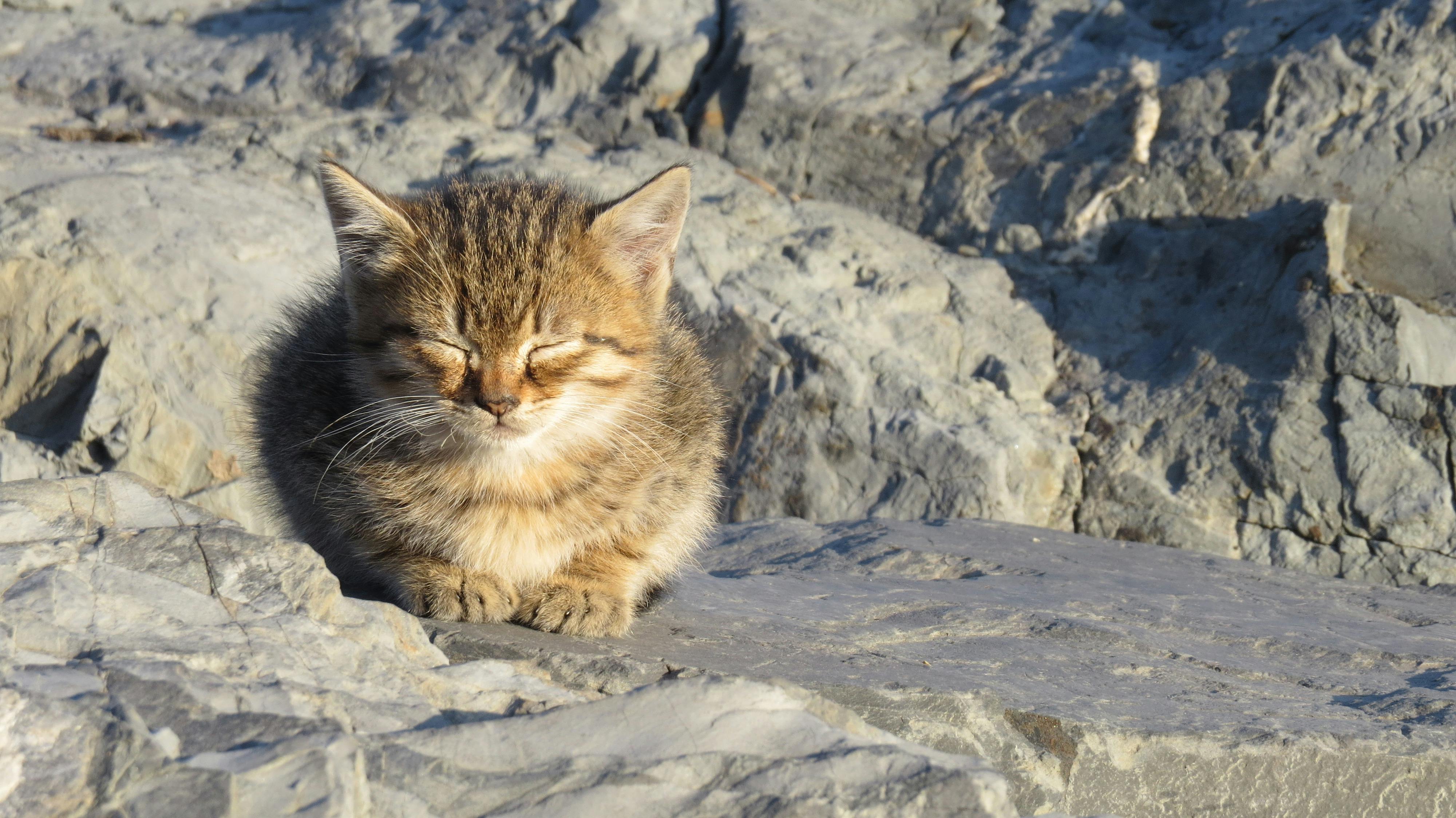 Cat Scars Photos, Download Free Cat Scars Stock Photos & HD Images