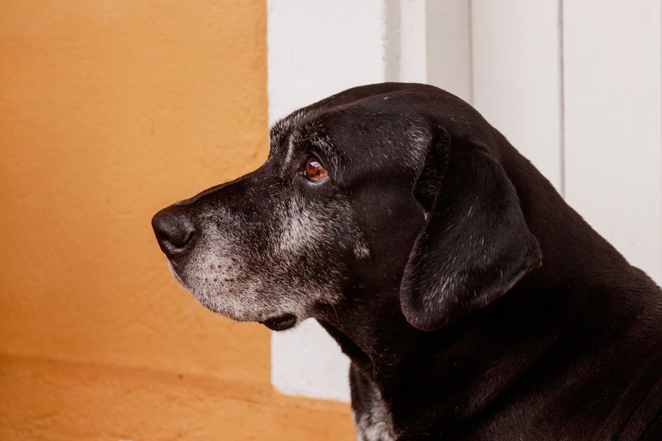 Lab Dog Black Colour: Characteristics, Care, and Health