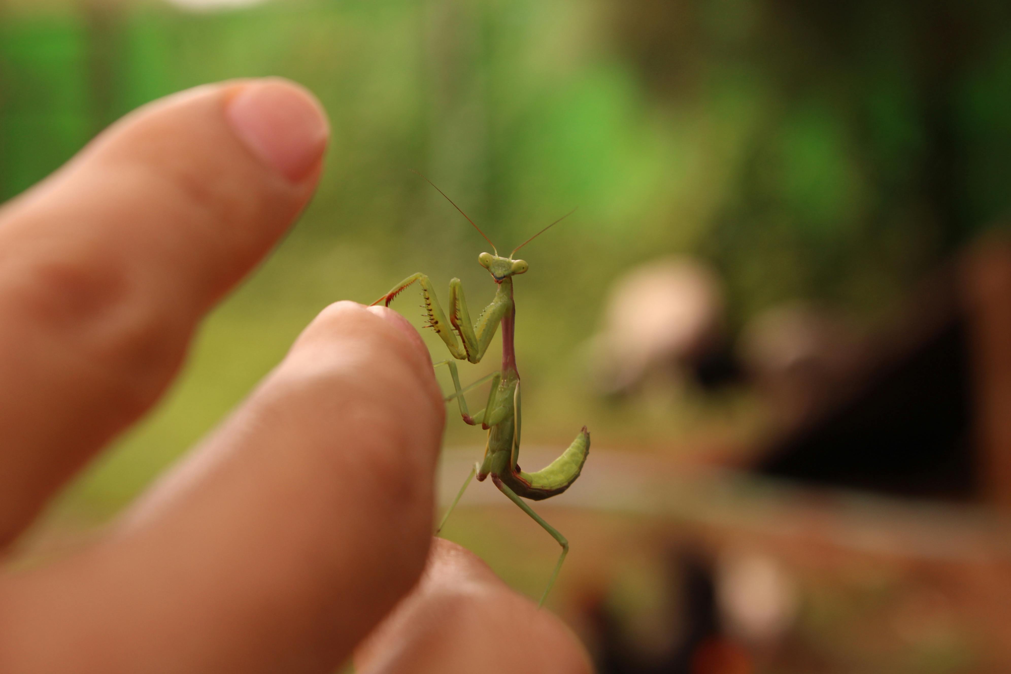 Macro Photography of a Mantis on a Person's Hand · Free Stock Photo