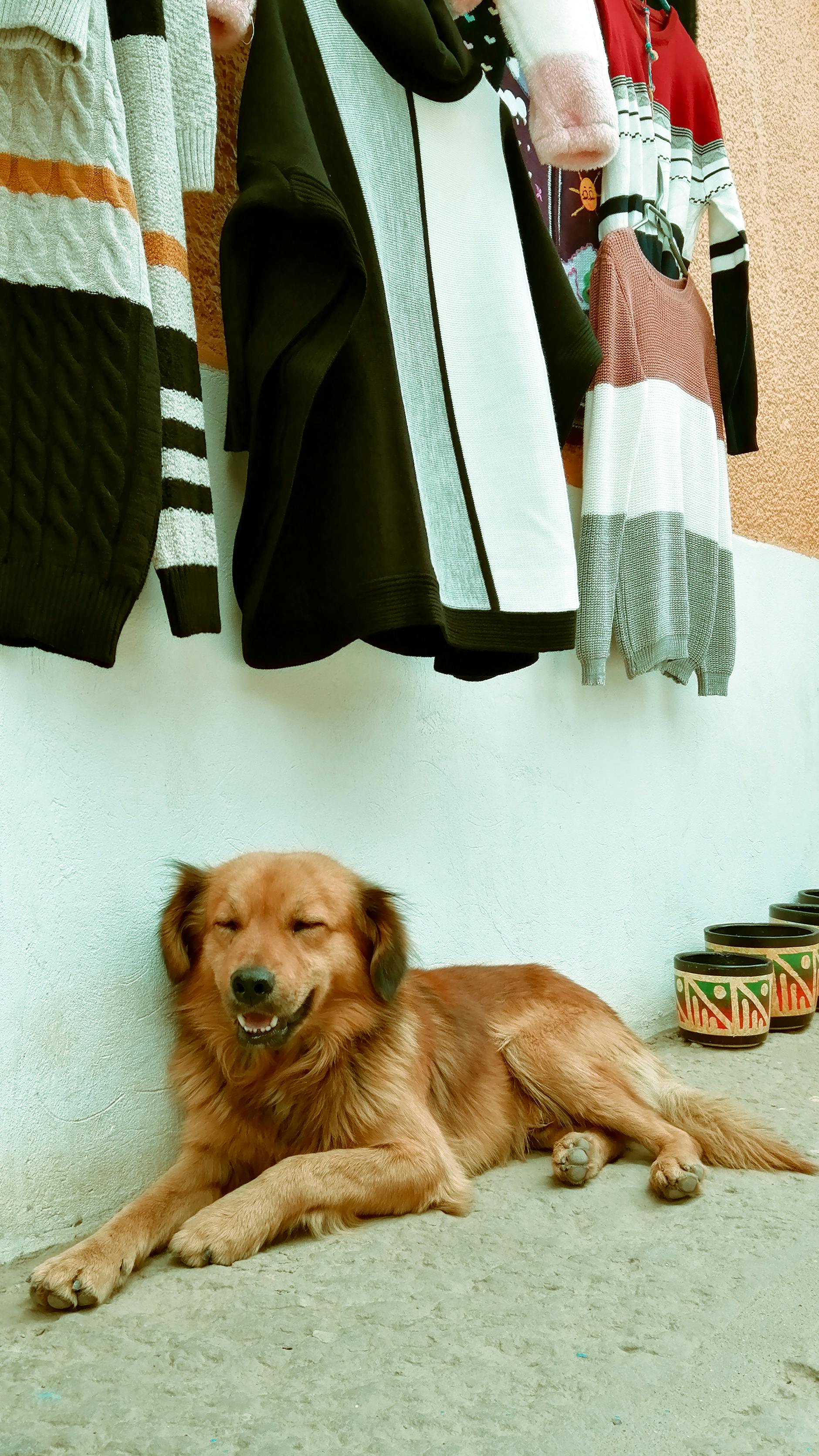 Hang Dog Photos, Download The BEST Free Hang Dog Stock Photos & HD Images