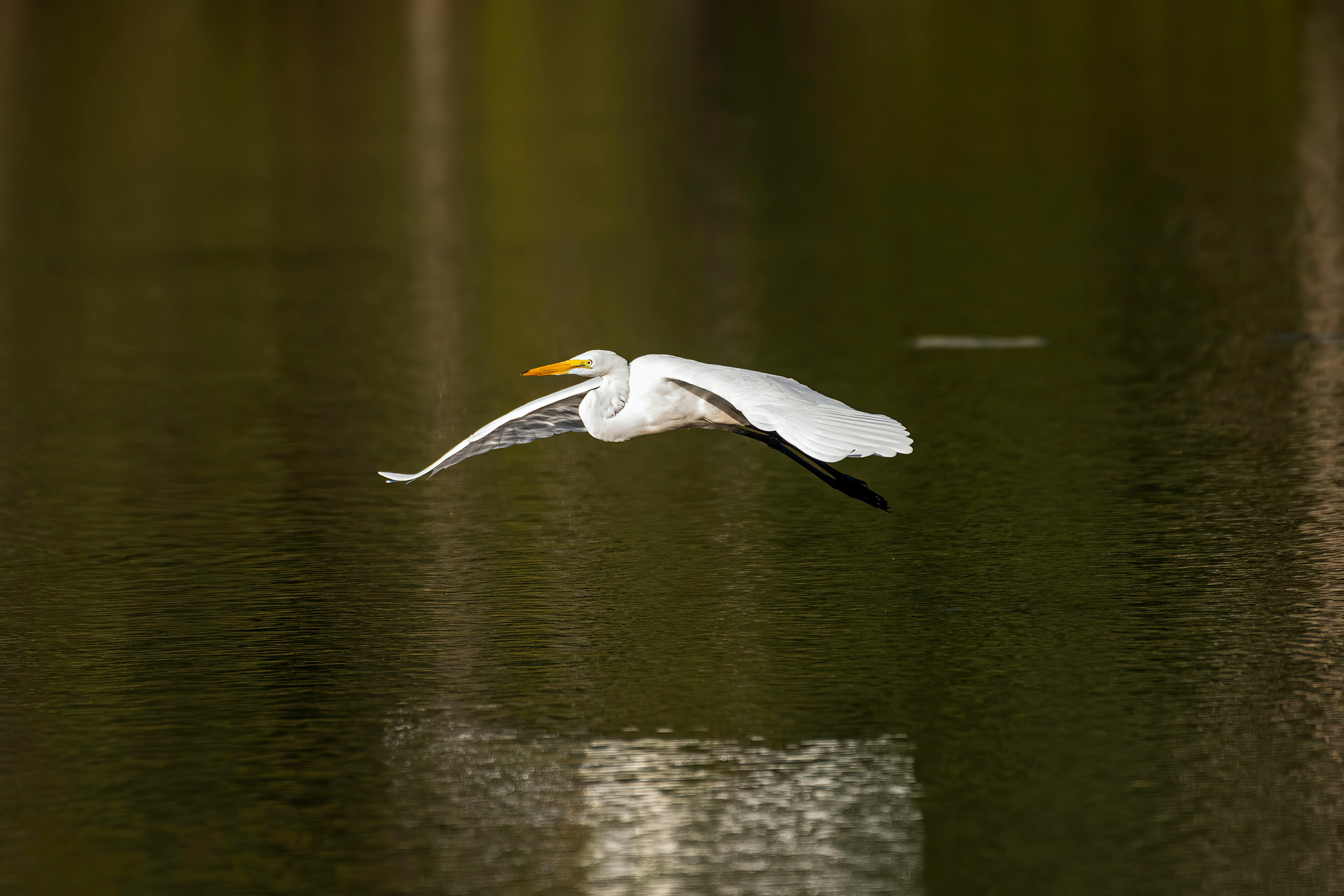 White Bird Flying Under Blue Sky · Free Stock Photo