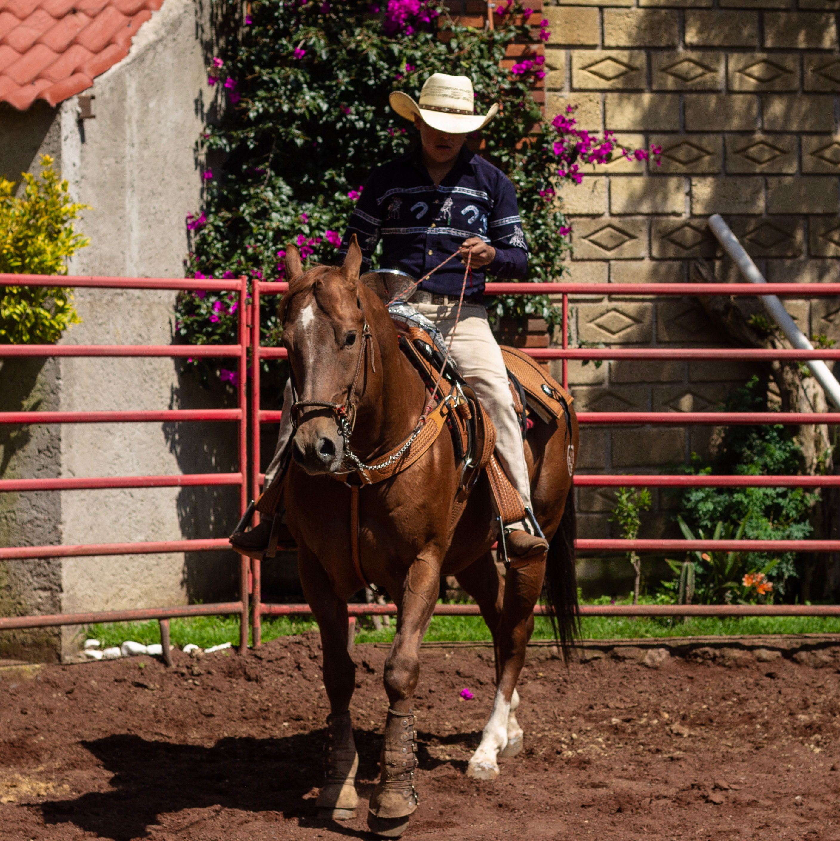 A Man Riding on a White Horse · Free Stock Photo
