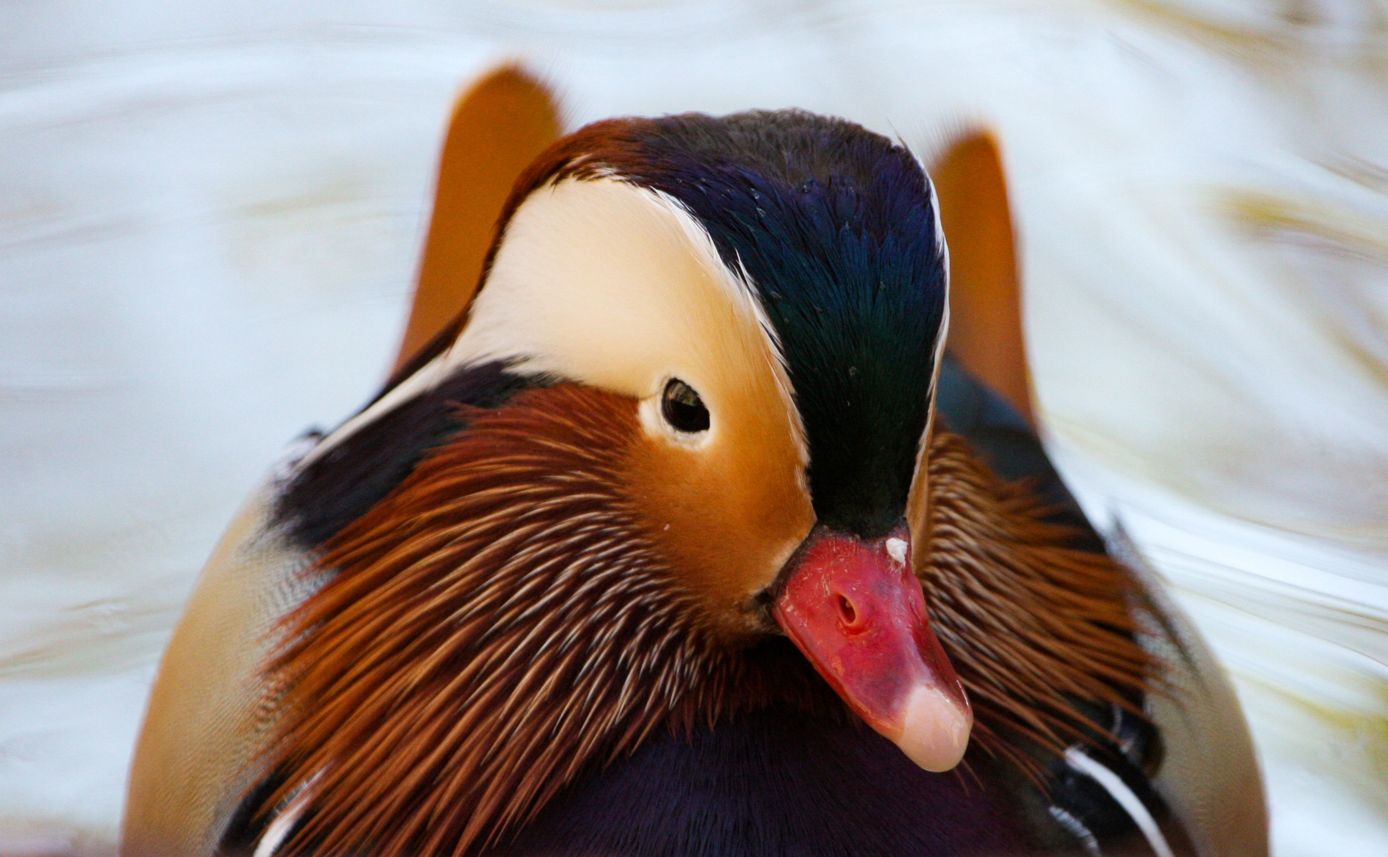 Duck Portrait Photos, Download The BEST Free Duck Portrait Stock Photos ...