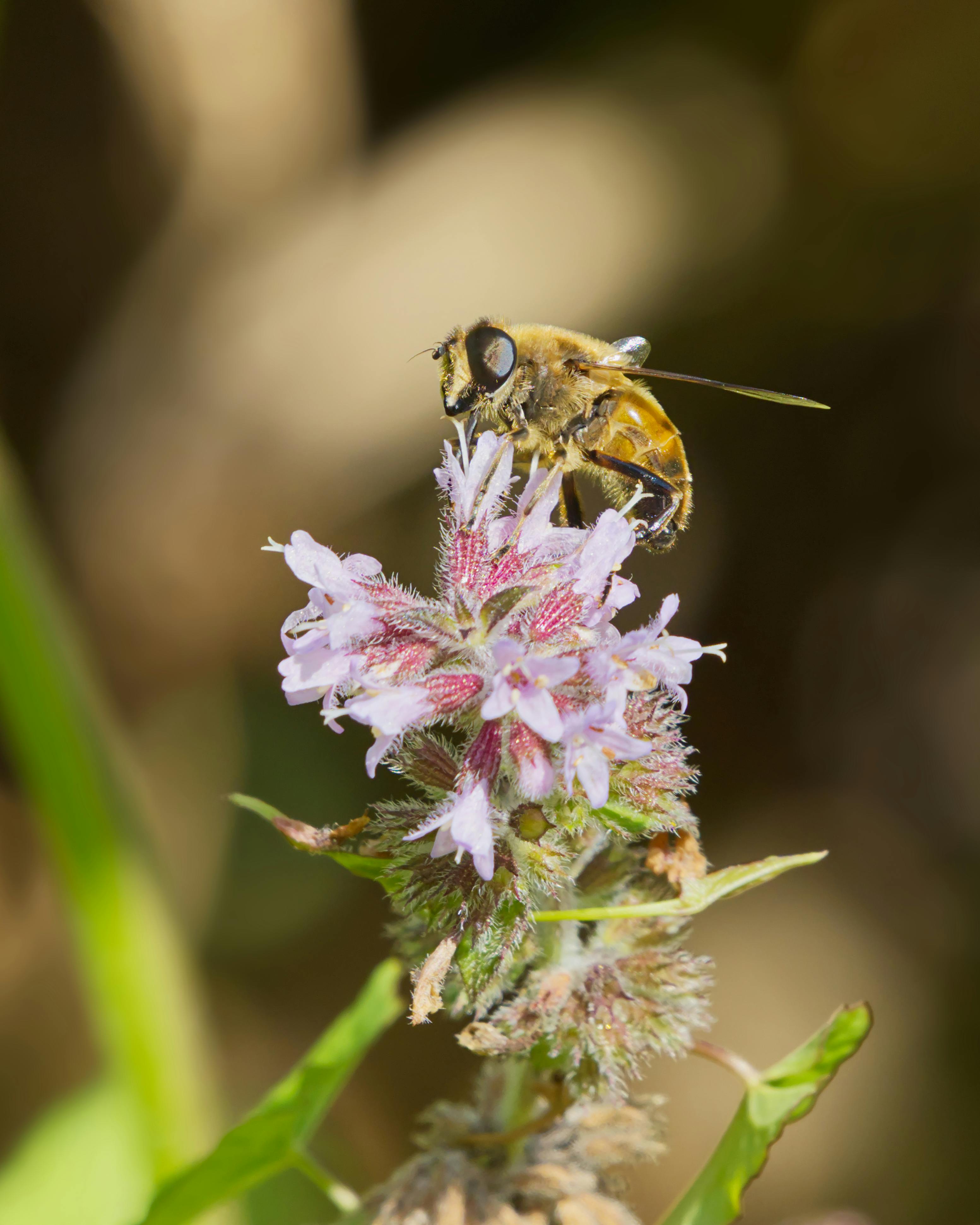 Western Honeybee Pollination on Flower · Free Stock Photo
