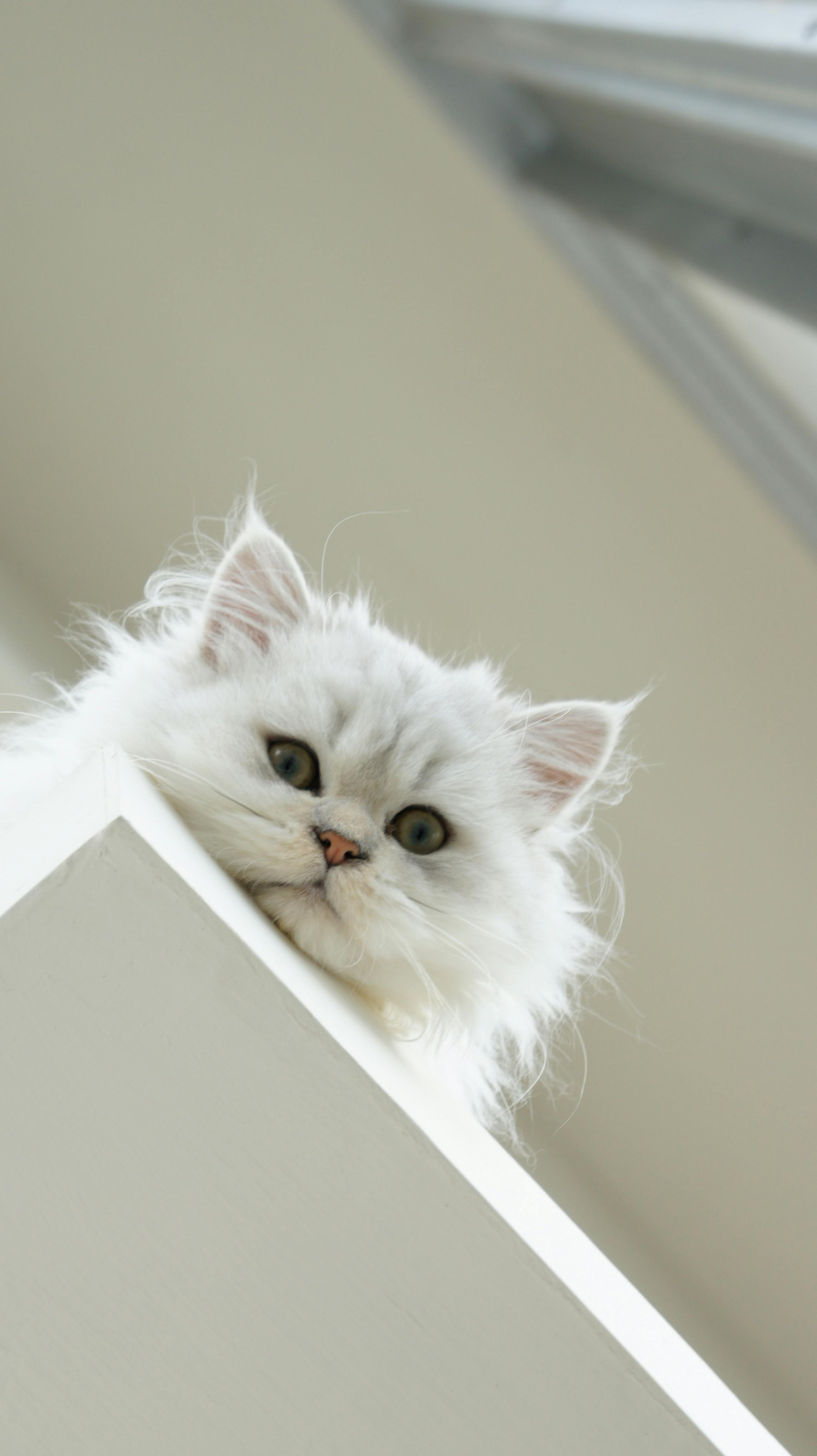 Persian Cat Photos, Download The BEST Free Persian Cat Stock Photos ...