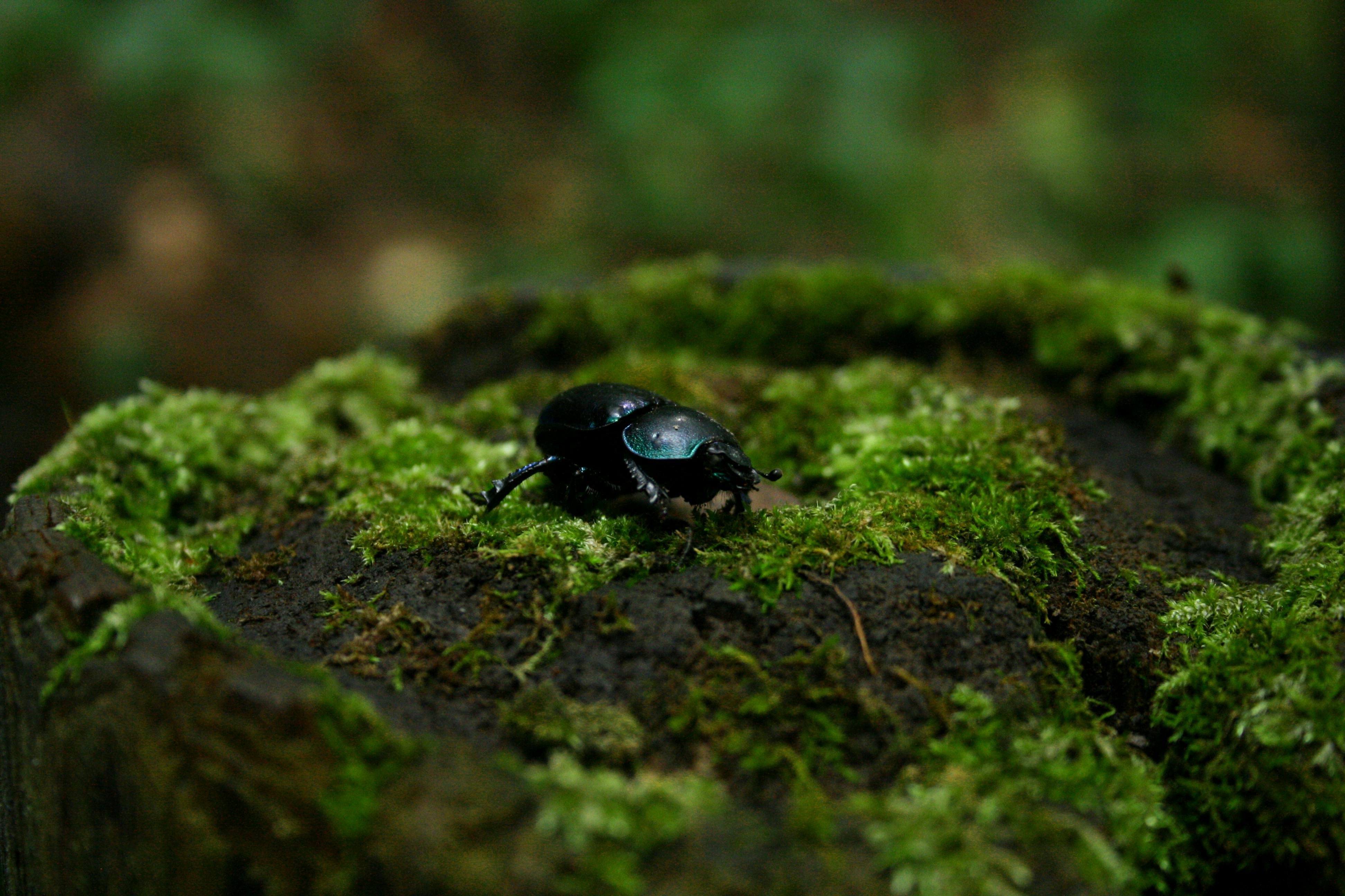 Free stock photo of bug, Colorful bug, green bug