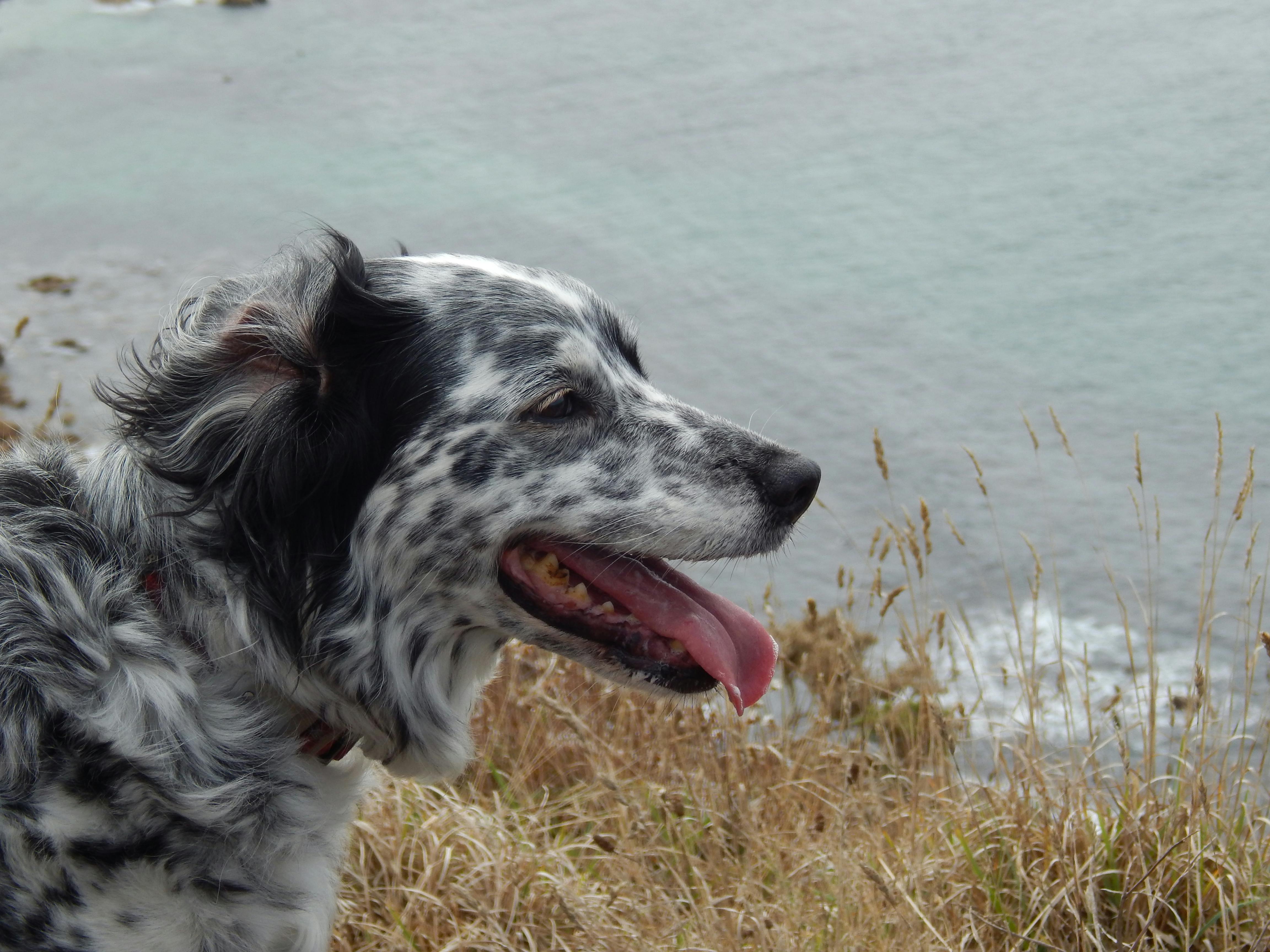 Milanese Dog Photos, Download Free Milanese Dog Stock Photos & HD Images