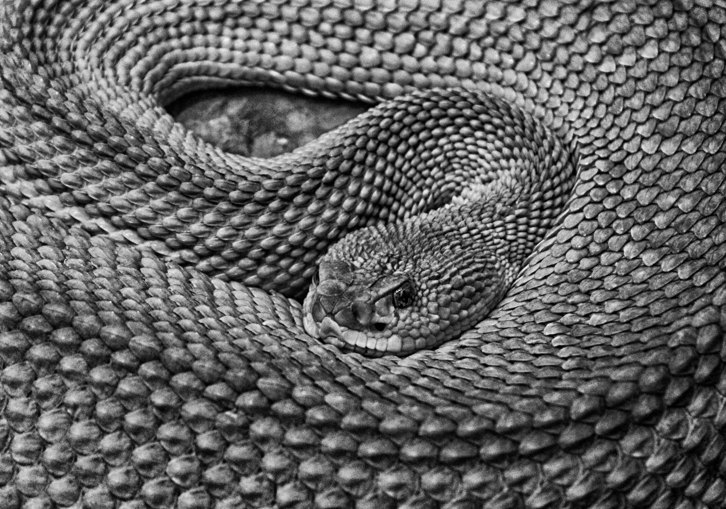 Exploring Snake Island Brazil Snakes: Dangers and Wonders