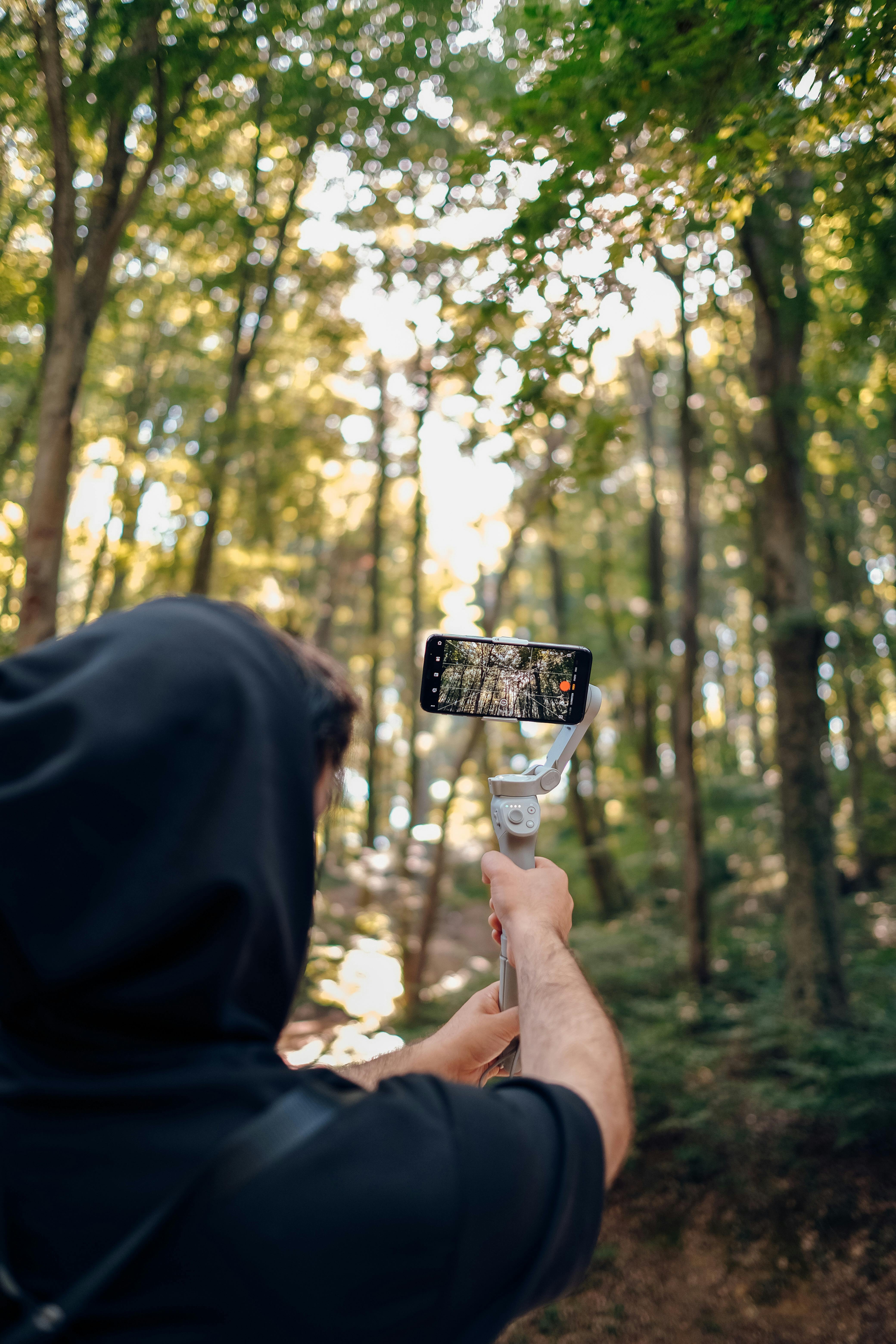 Forest Videos Photos, Download The BEST Free Forest Videos Stock Photos ...