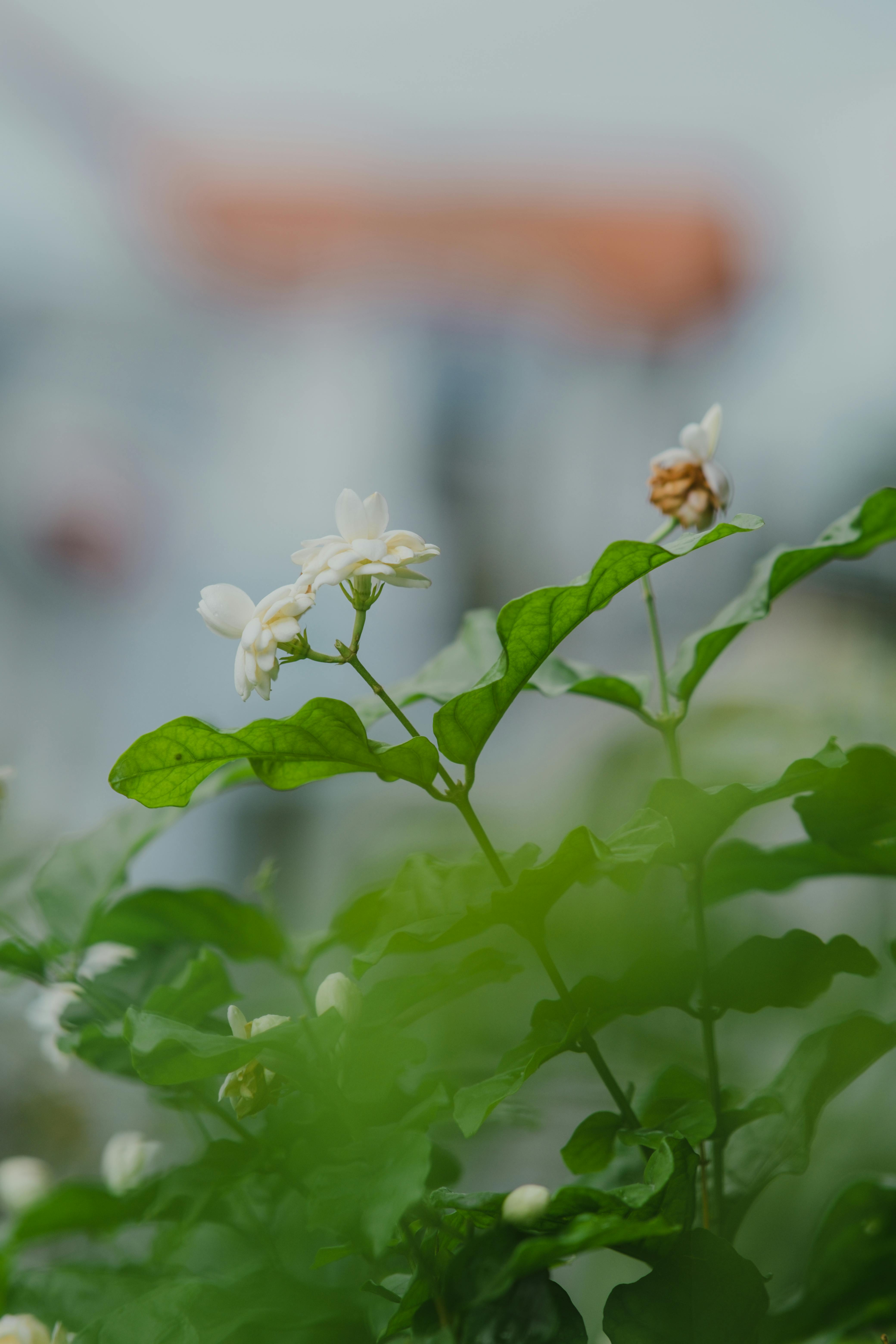 Close up of a Jasmine · Free Stock Photo