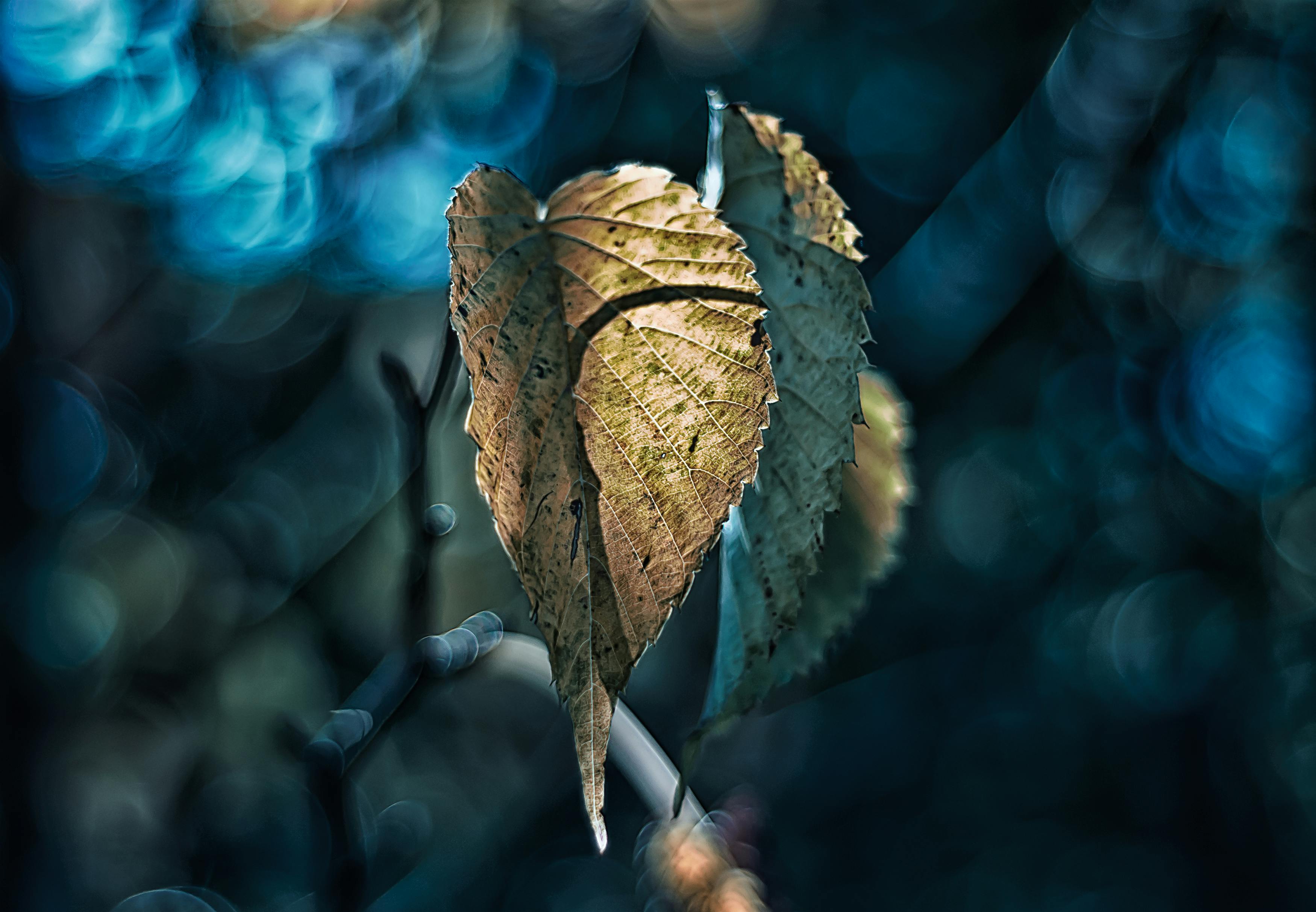 Foto De Hojas · Fotos de stock gratuitas