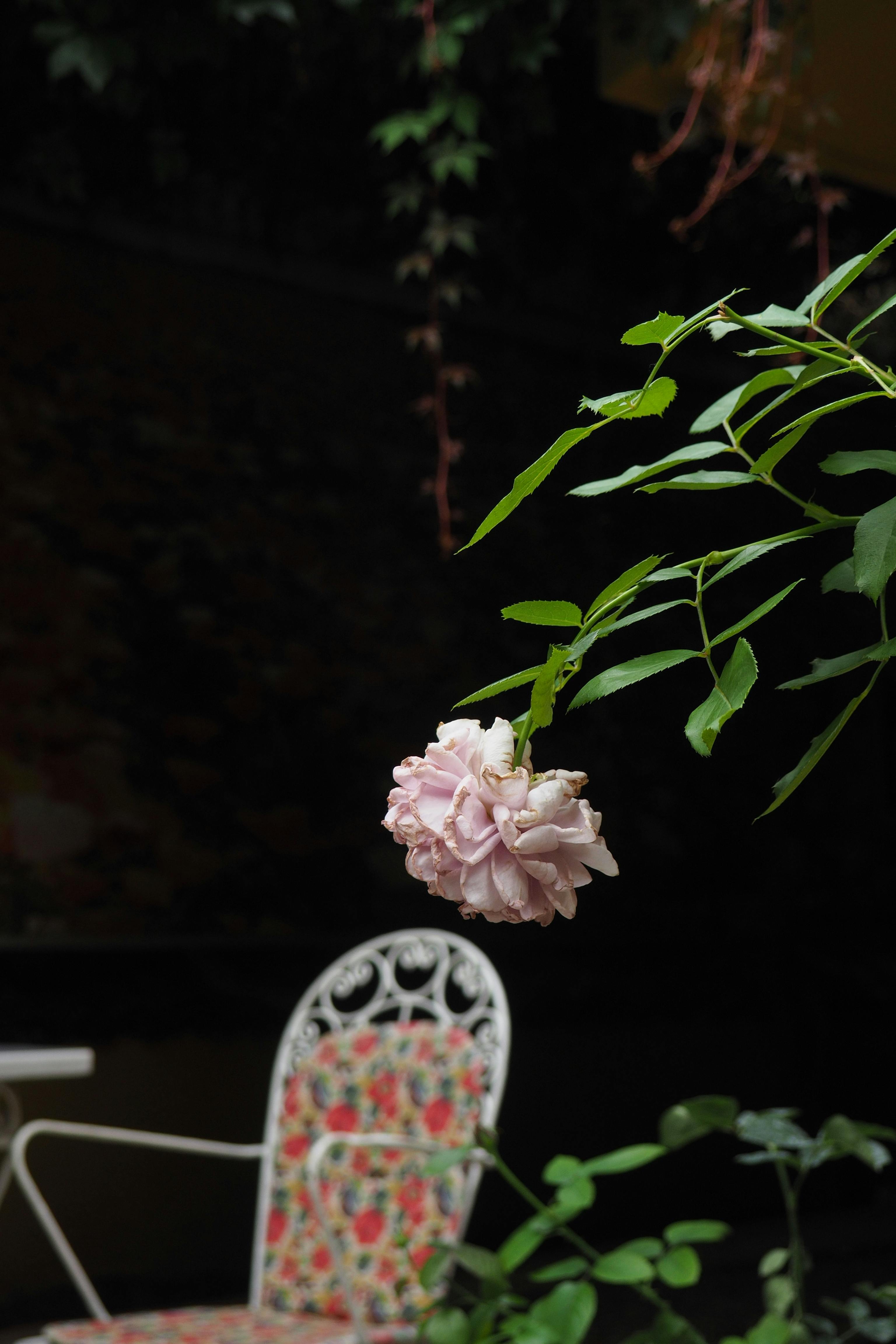 Flowers and a Chair in the Background in a Garden · Free Stock Photo