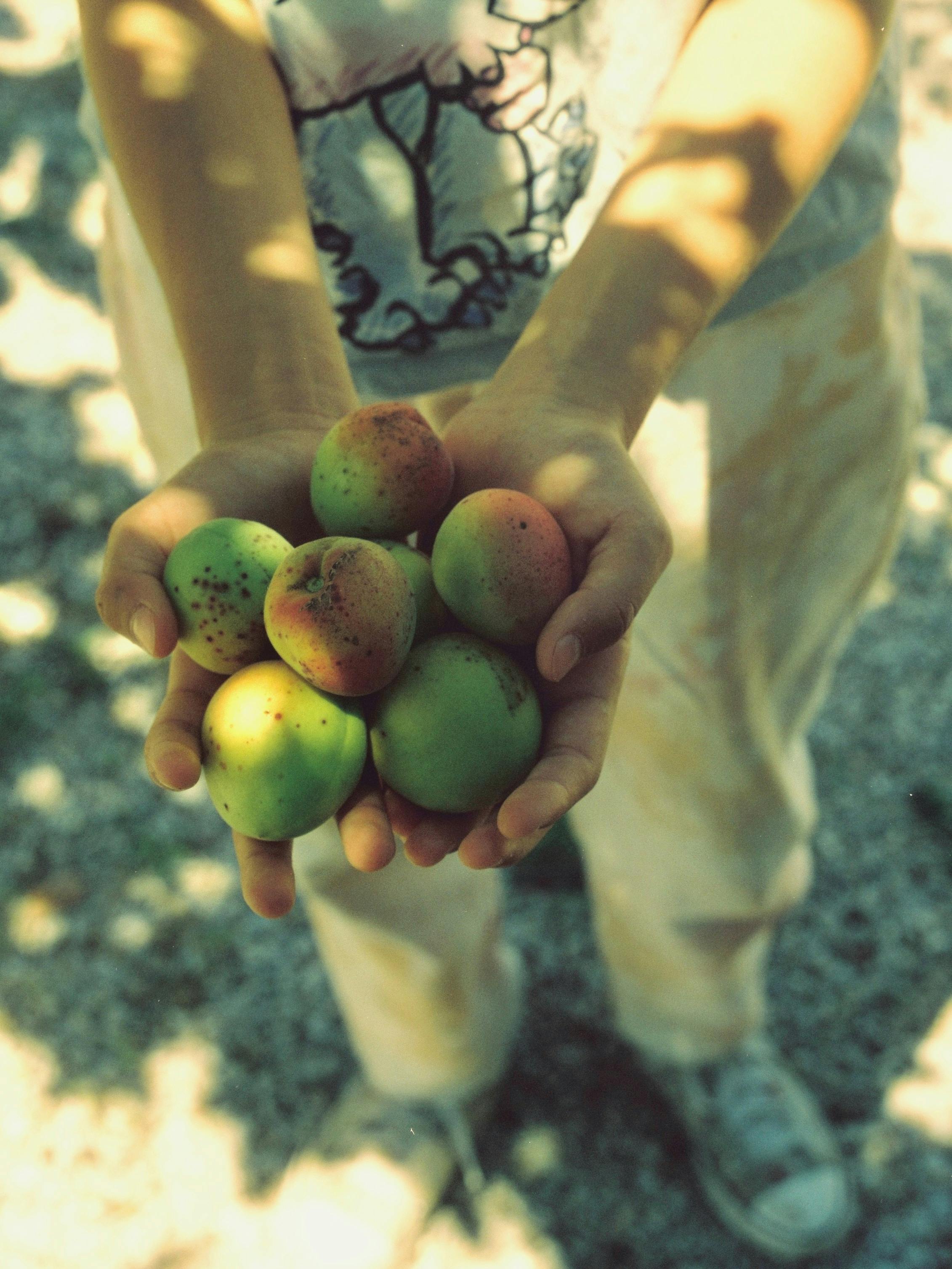 A Person Holding a Mango · Free Stock Photo