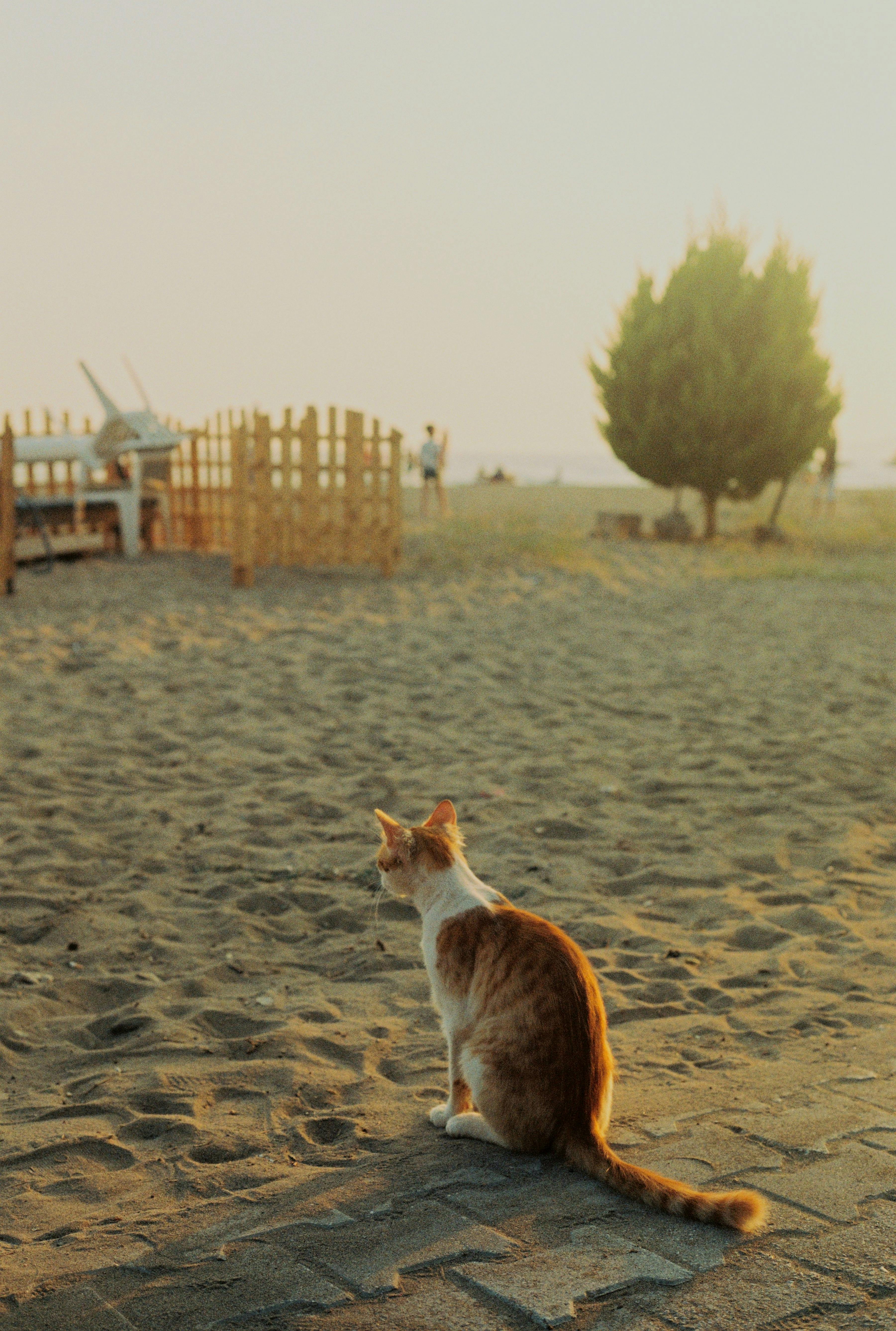 Orange Tabby Cat Sitting on Brown Sand · Free Stock Photo