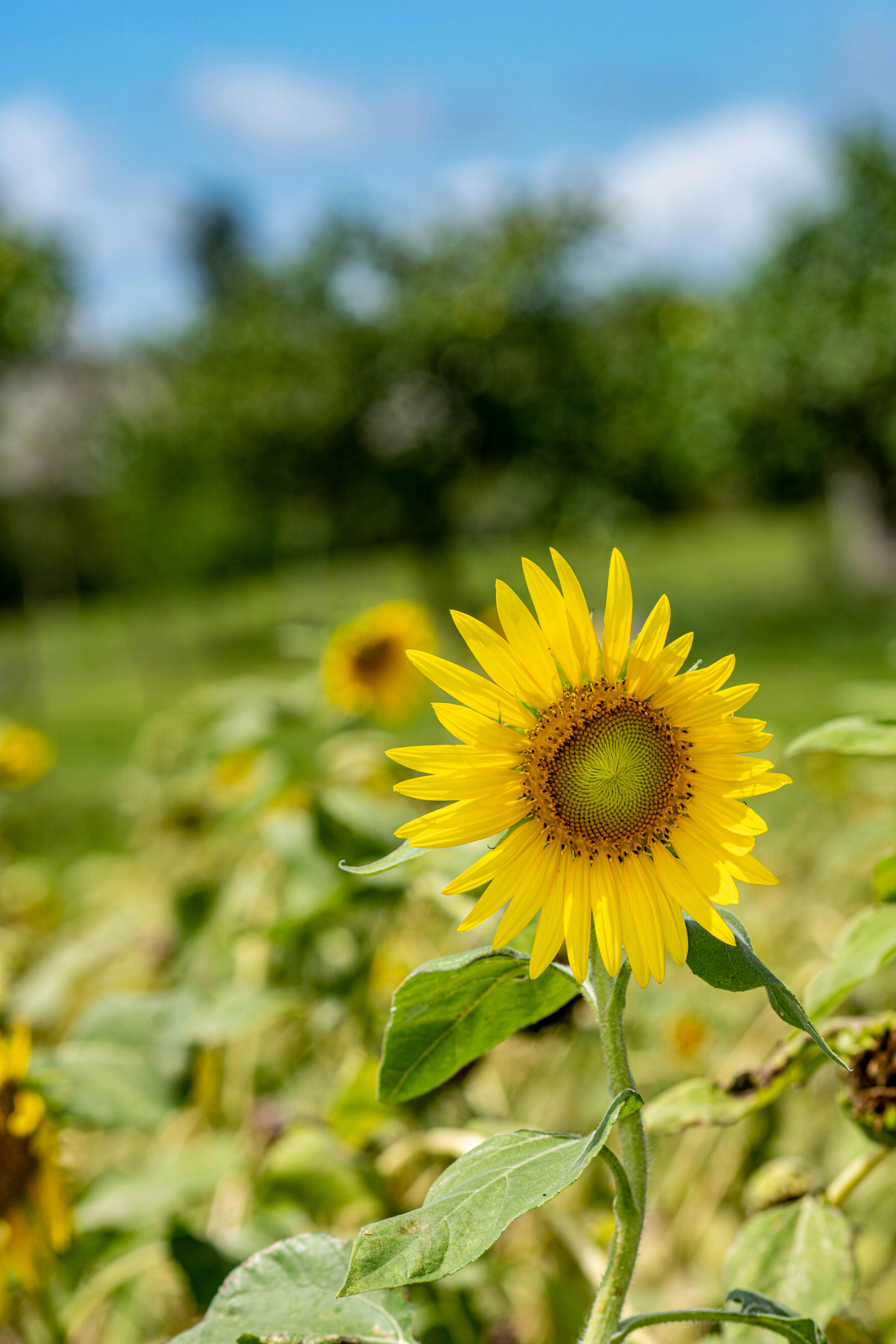 Sunflower Flat Photos, Download Free Sunflower Flat Stock Photos & HD ...
