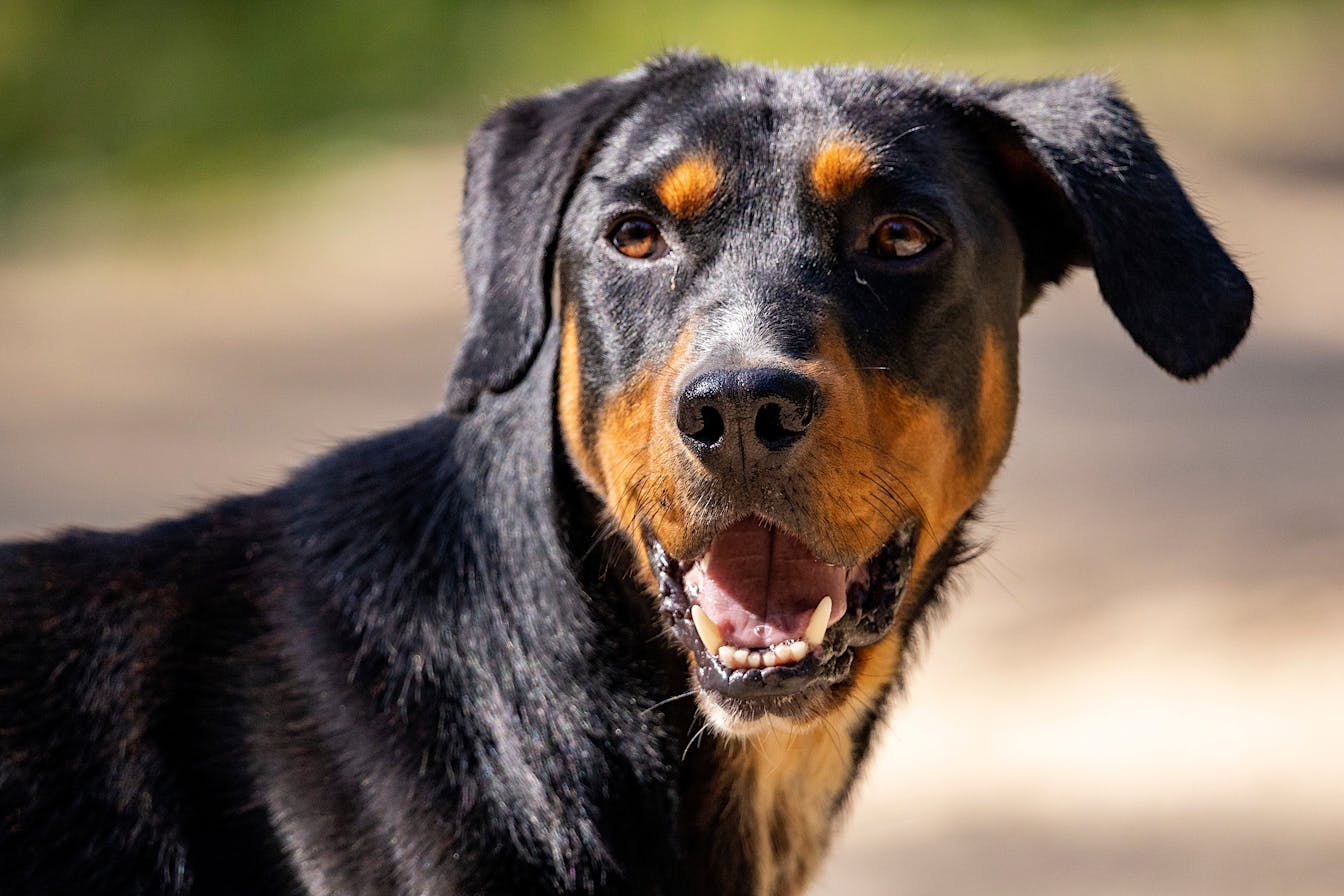 Meet the Rotweiler Mix: Traits, Temperament, and Care