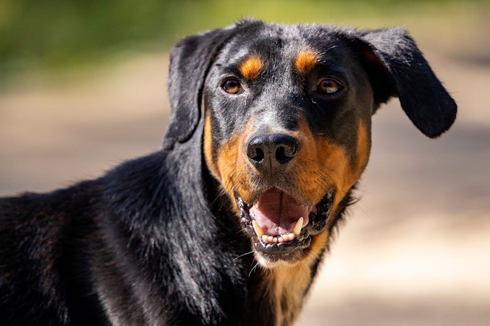Meet the Rotweiler Mix: Traits, Temperament, and Care