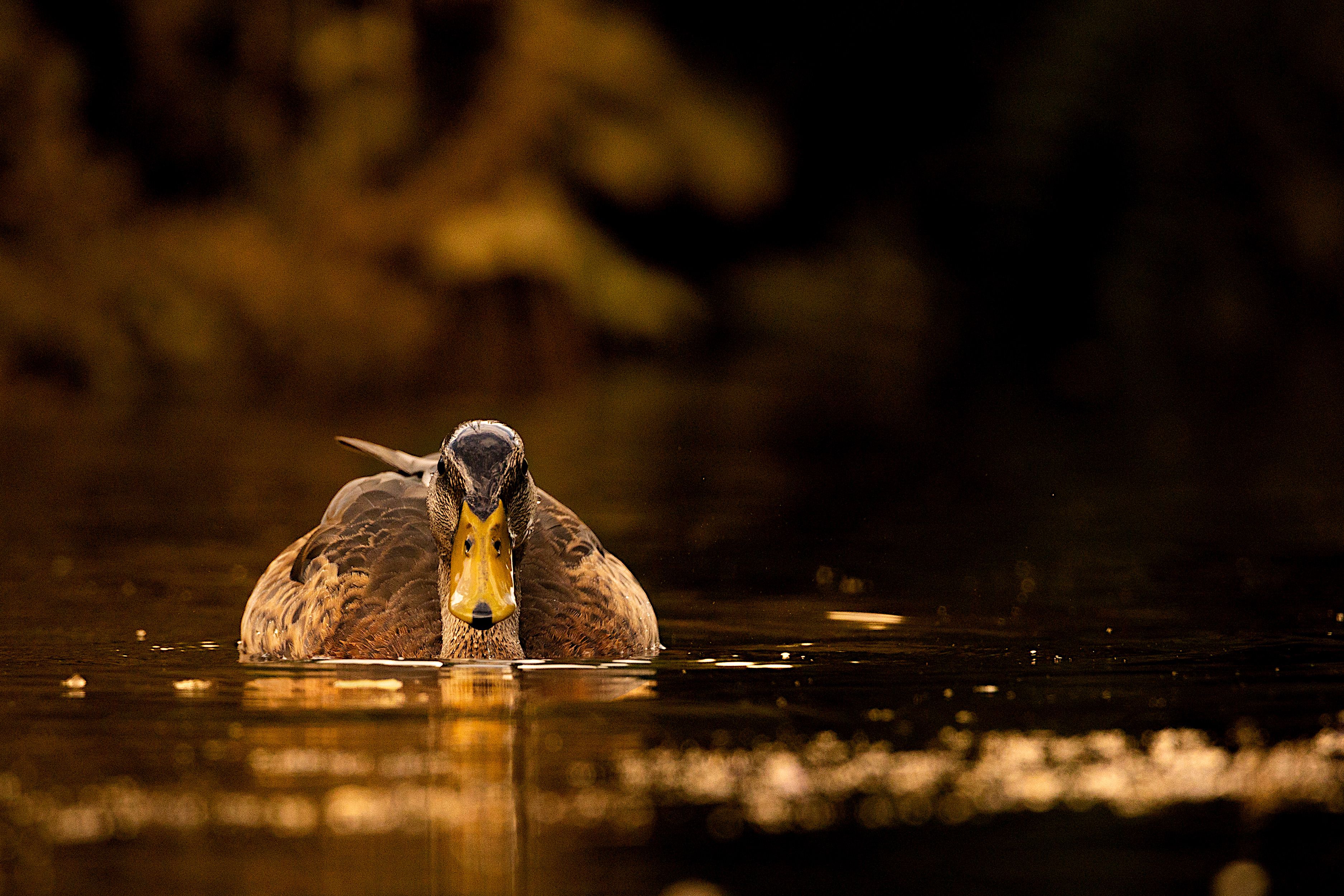 Domestic Duck Behind Fence · Free Stock Photo