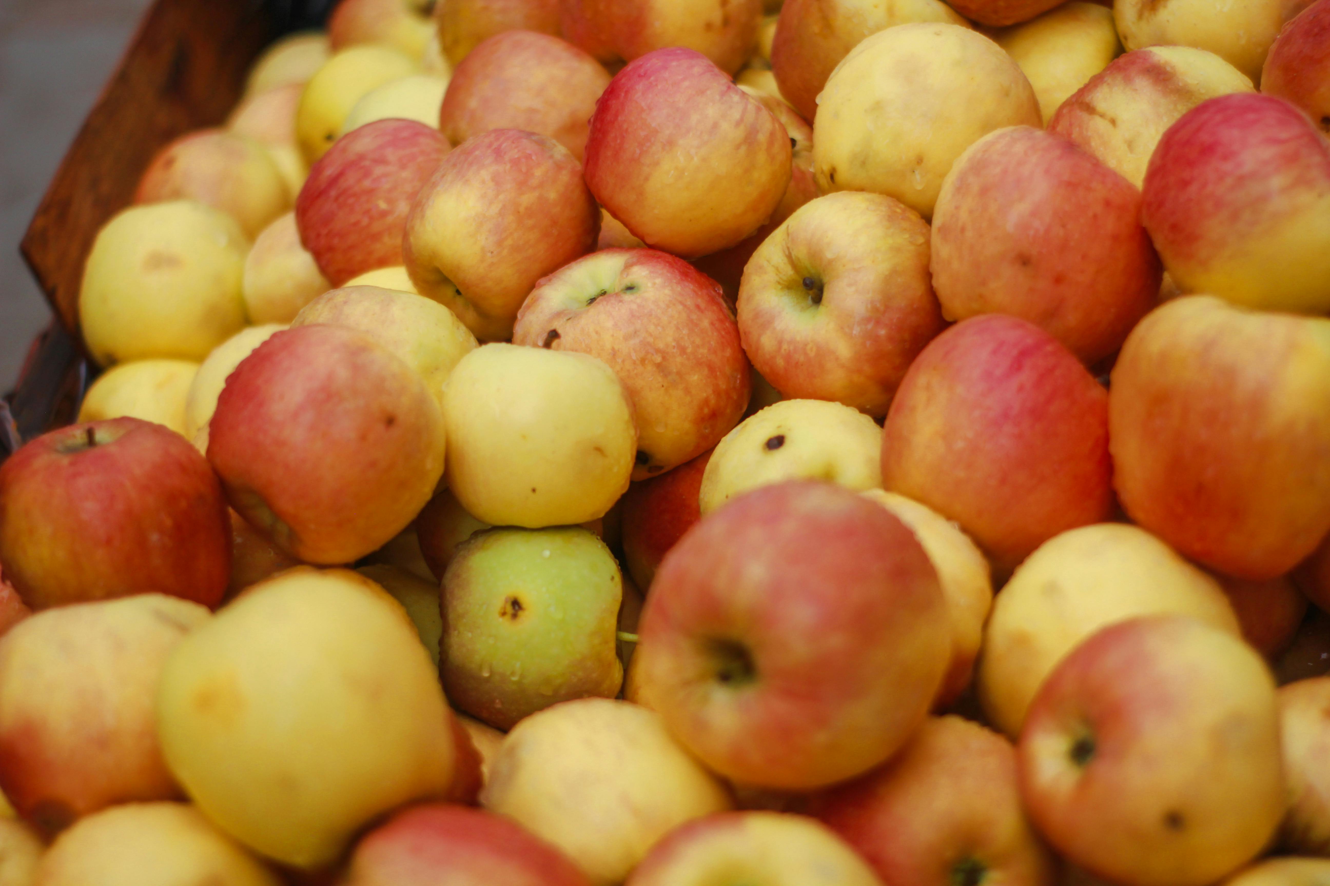Photograph Red and Yellow Apples · Free Stock Photo