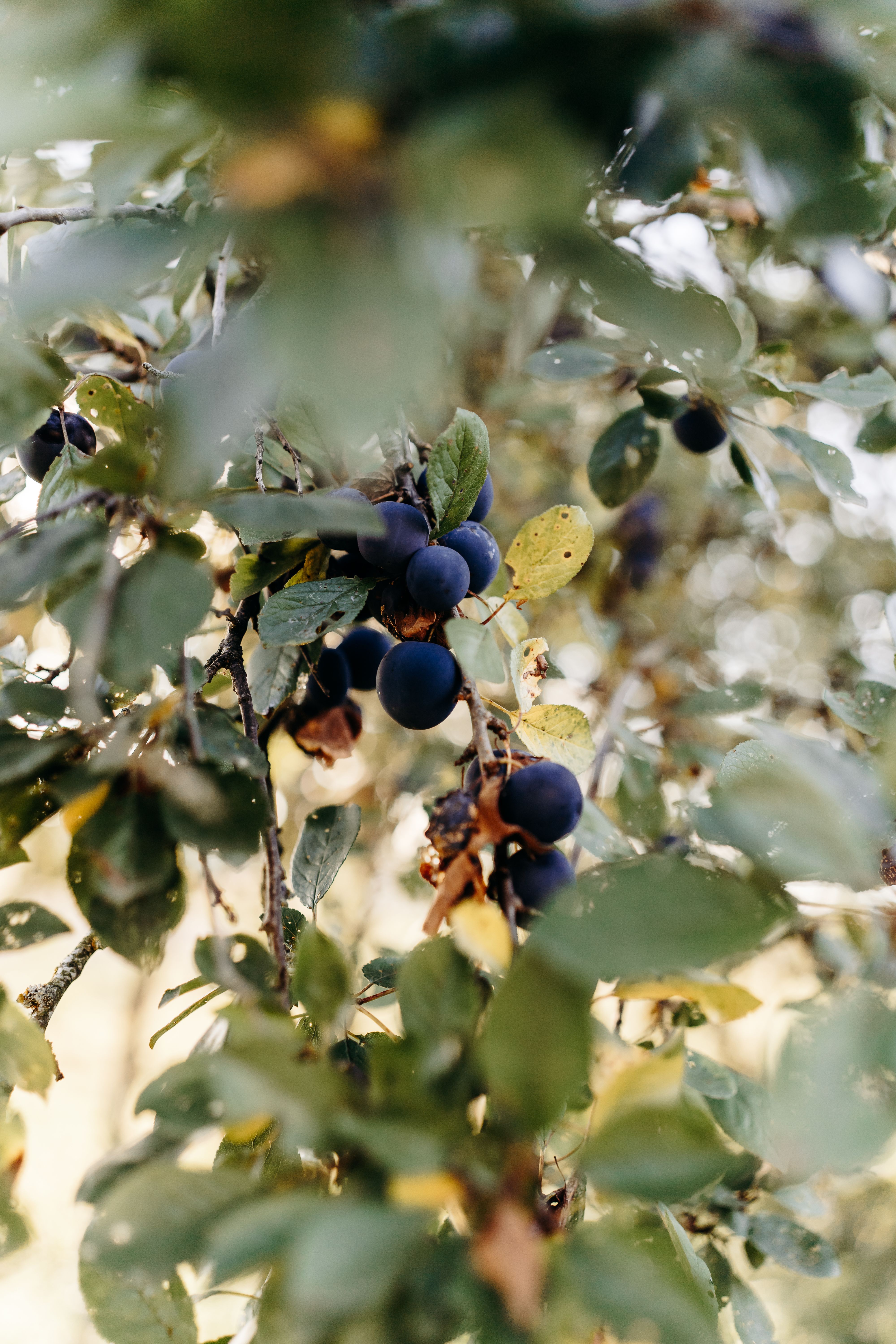 Fruit on Branches · Free Stock Photo