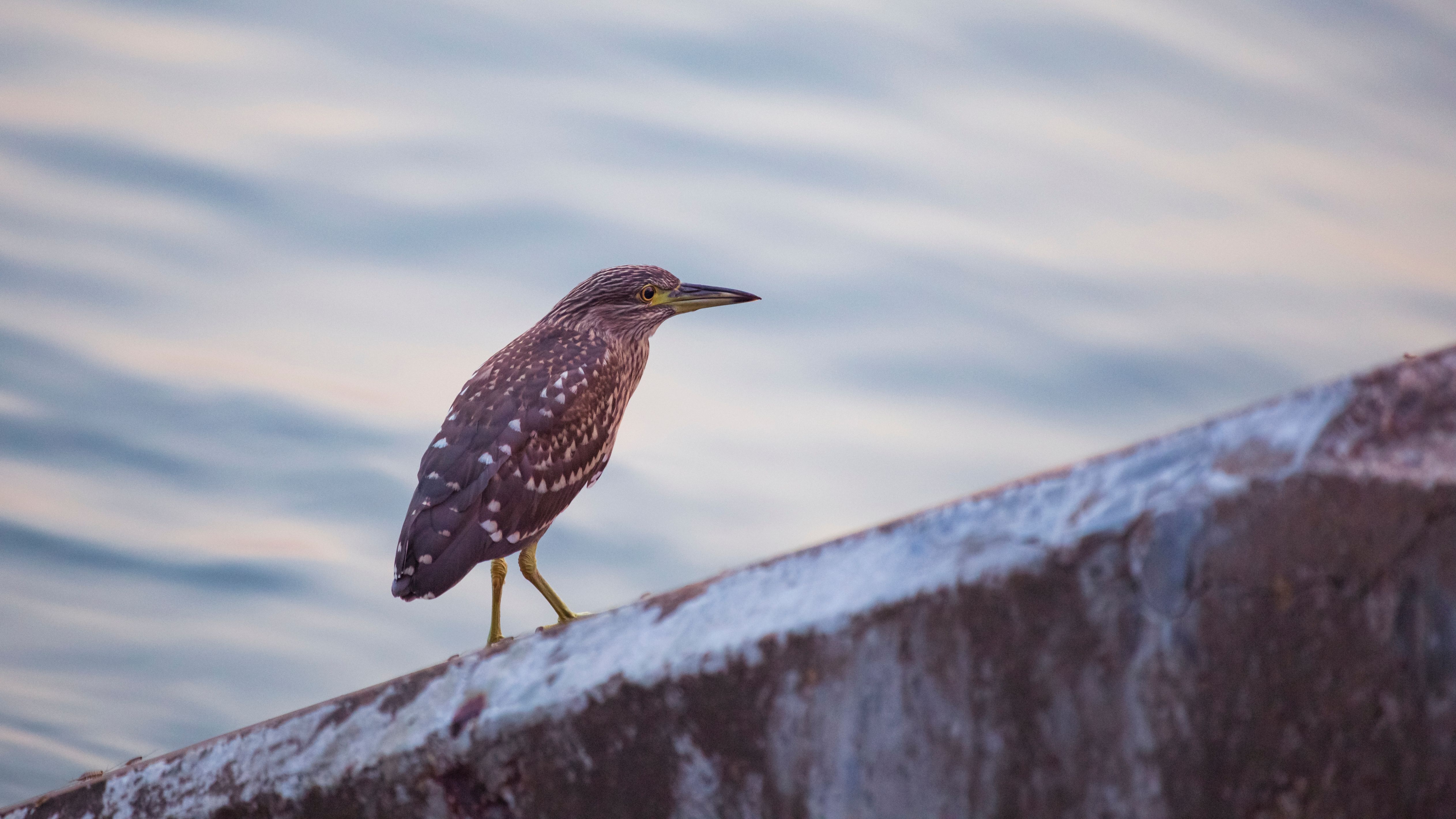 Standing Bird Photos, Download Free Standing Bird Stock Photos & HD Images
