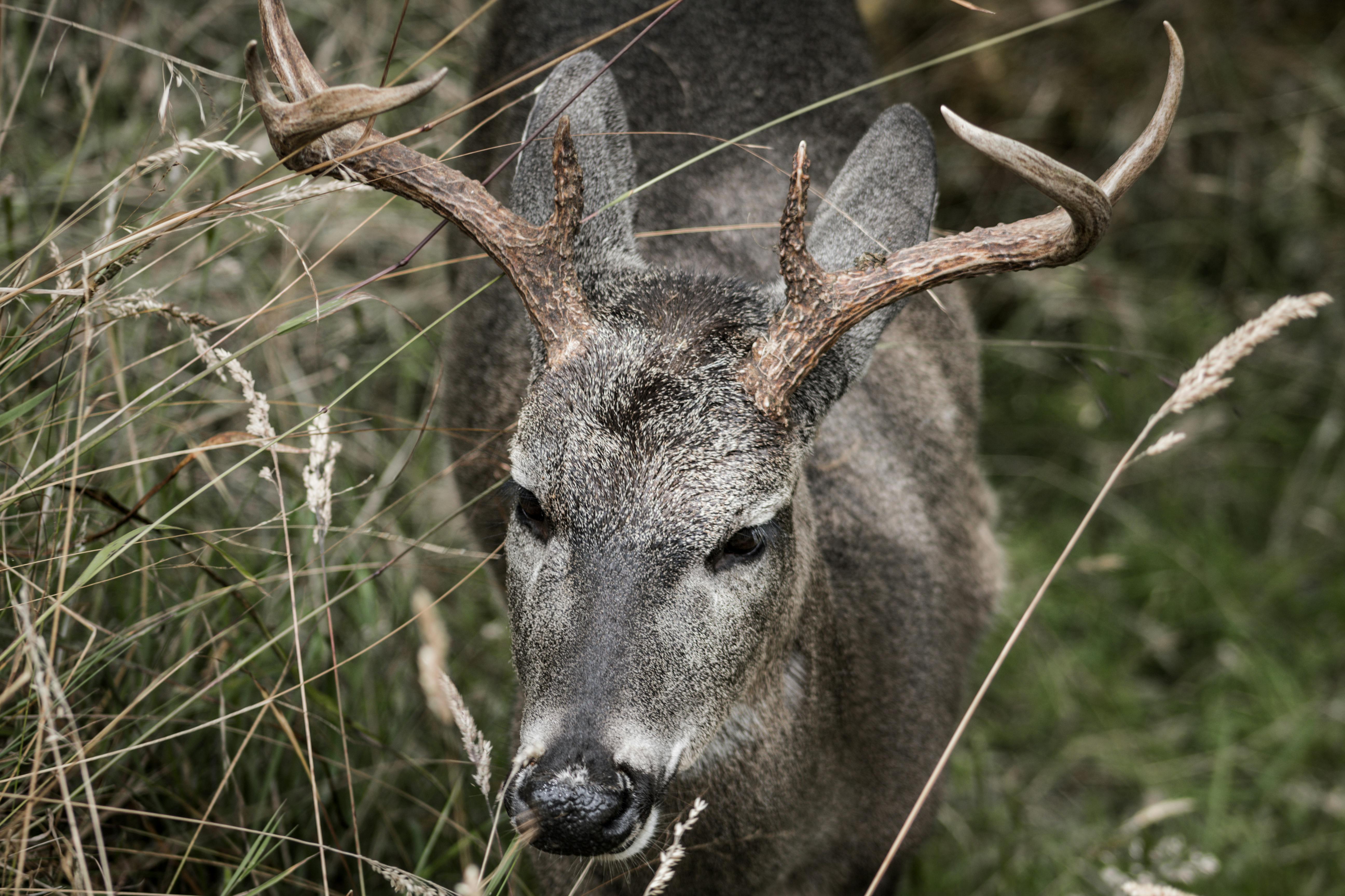 Photograph of a South Andean Deer · Free Stock Photo