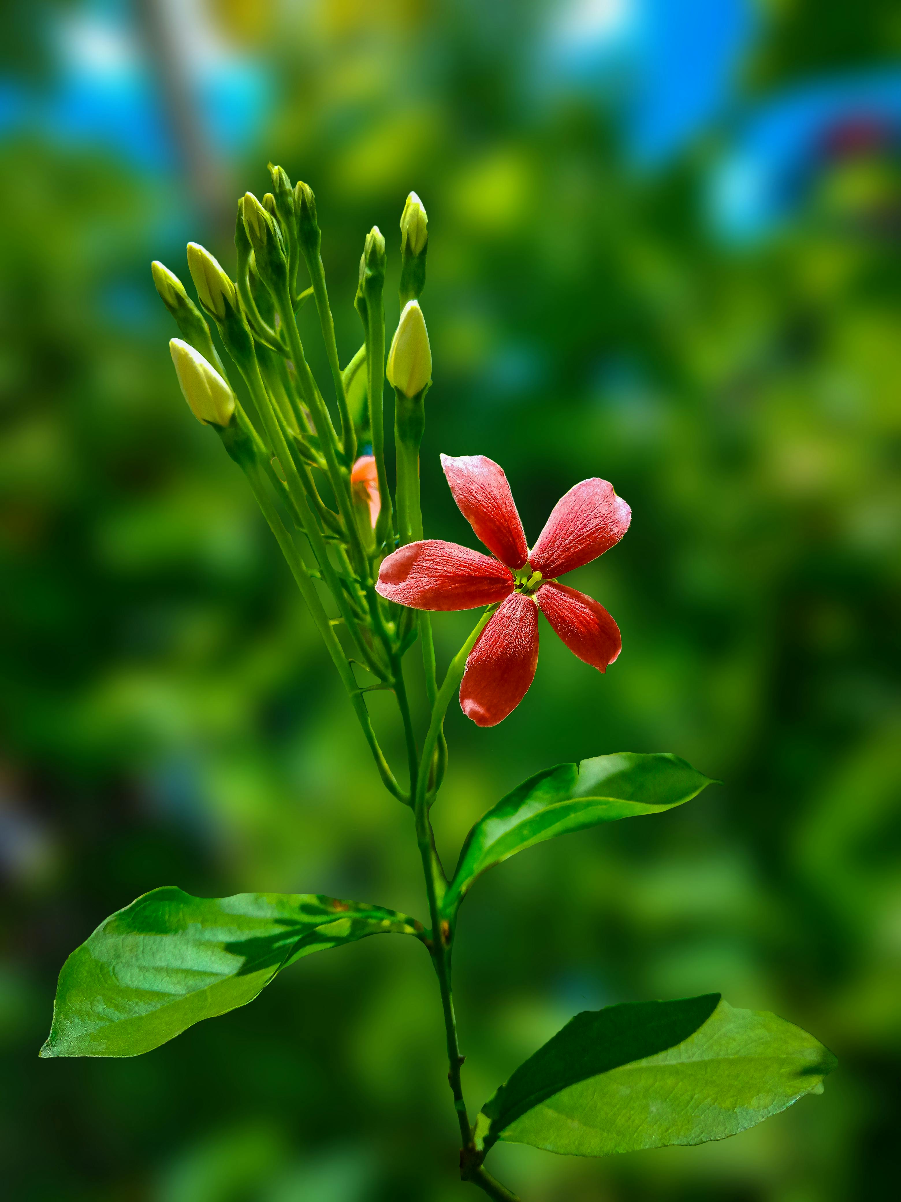 Sudarshan Plant Photos, Download Free Sudarshan Plant Stock Photos & HD ...