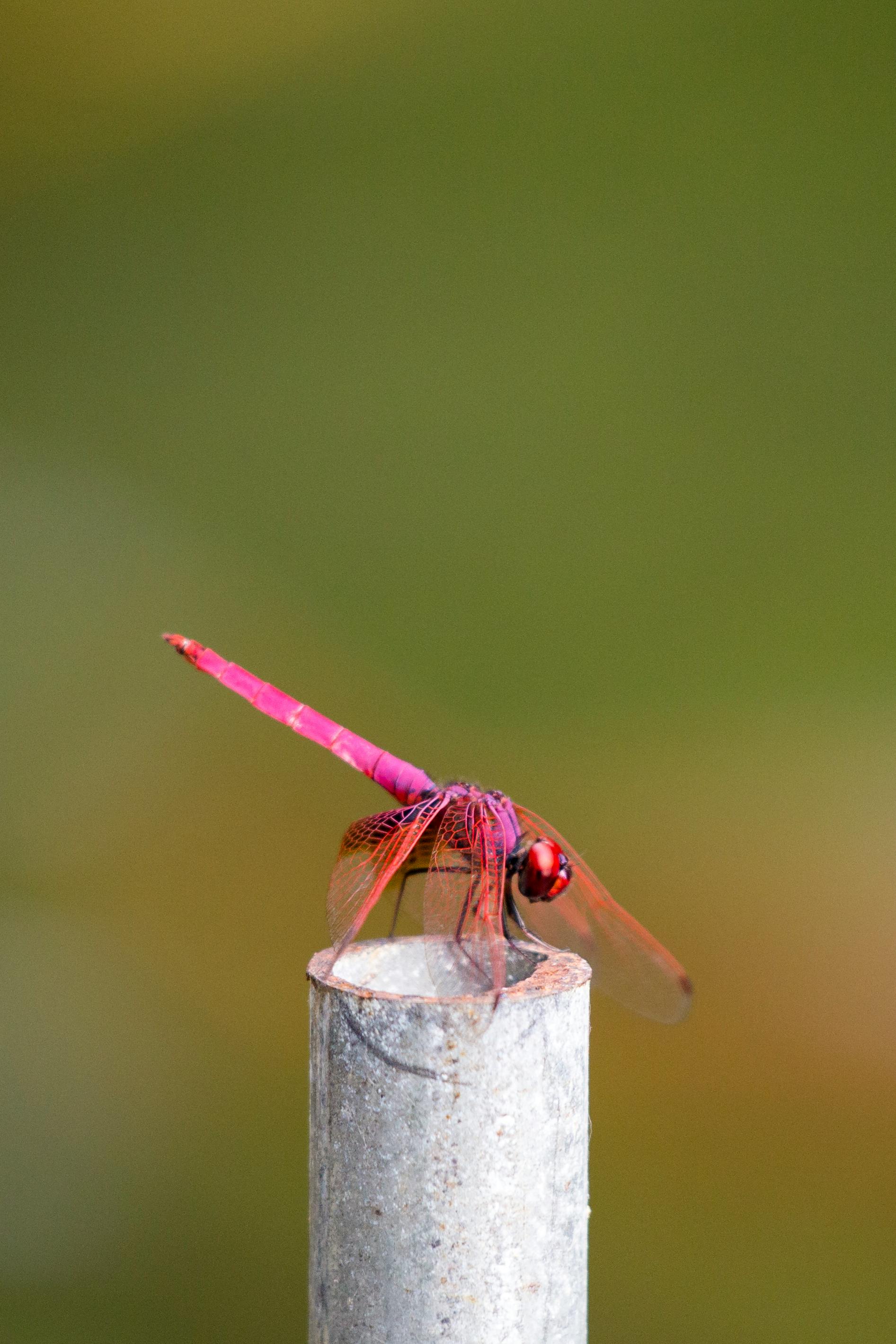 Dragonfly Perching Photos, Download The BEST Free Dragonfly Perching ...