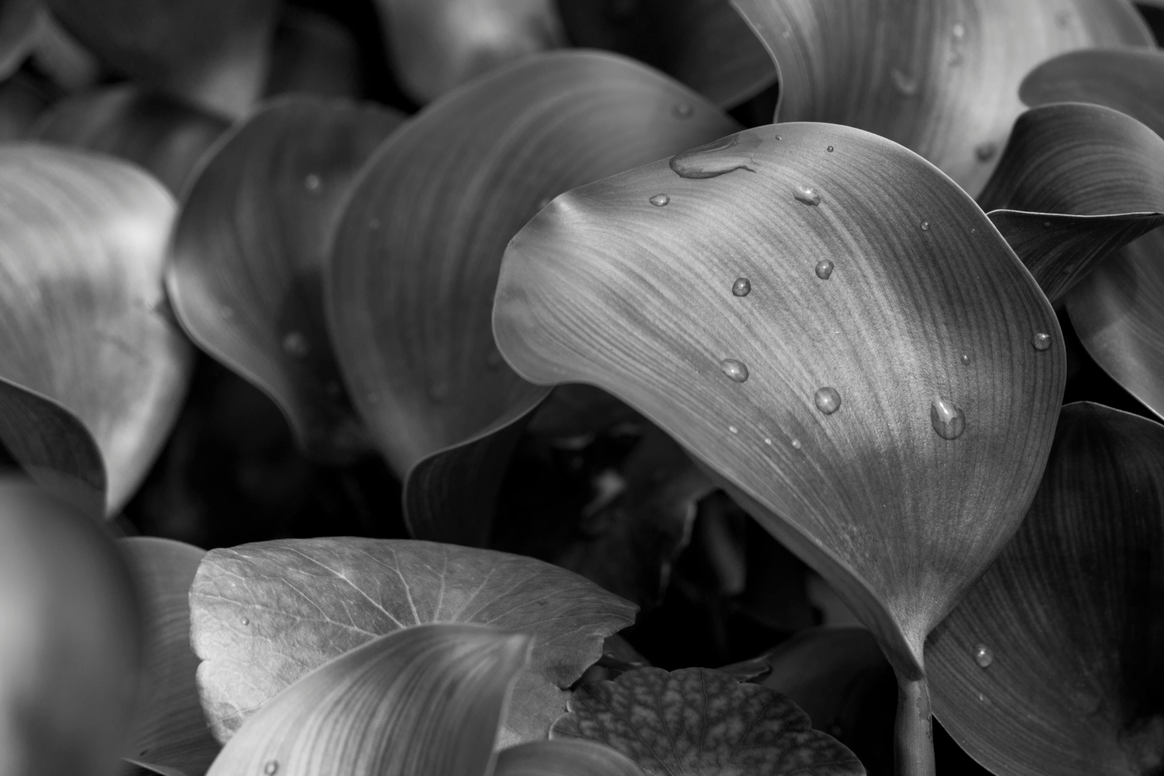 Grayscale Photography of Leafed Plant · Free Stock Photo