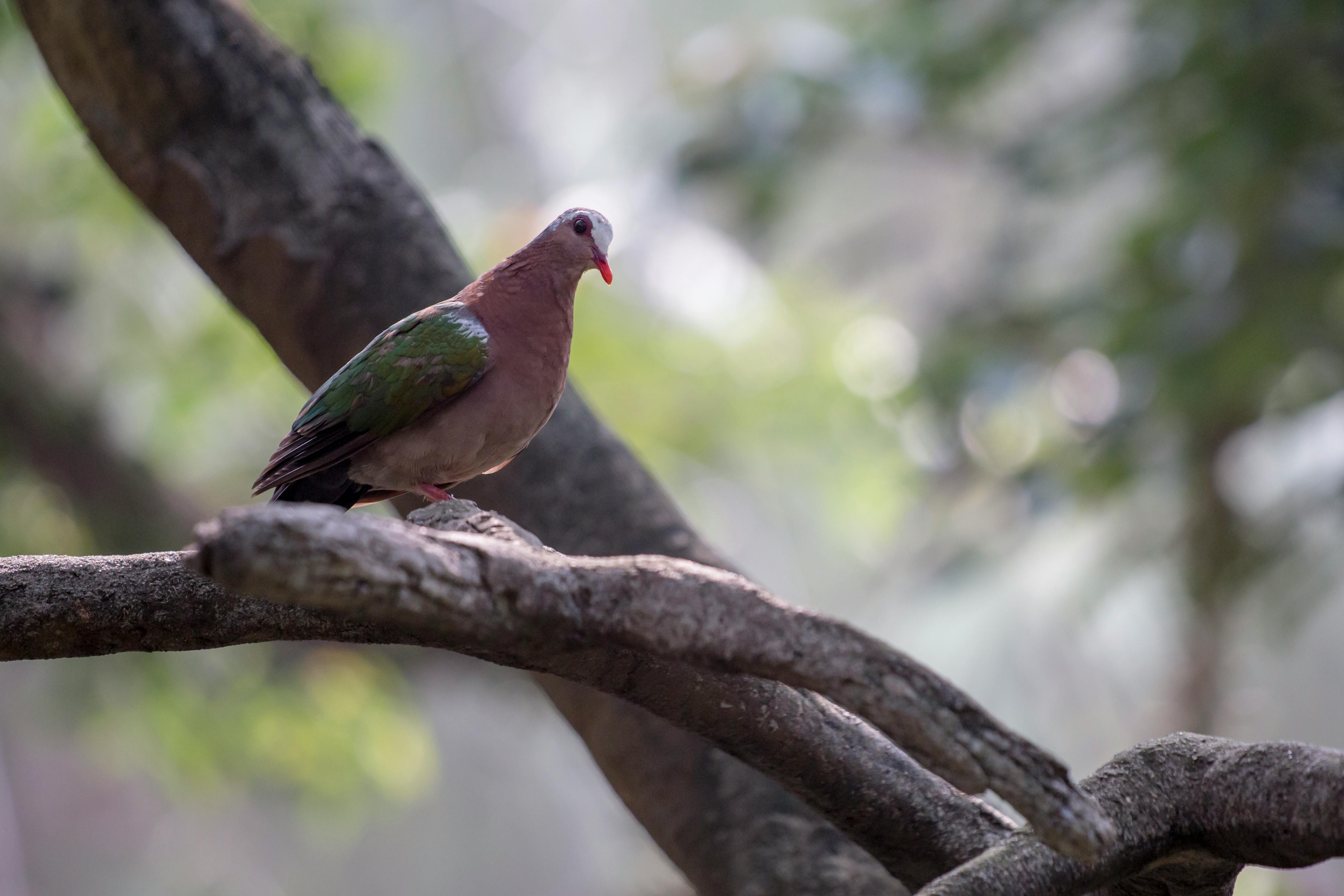 Selective Focus Photography of Dove Perching On Branch · Free Stock Photo