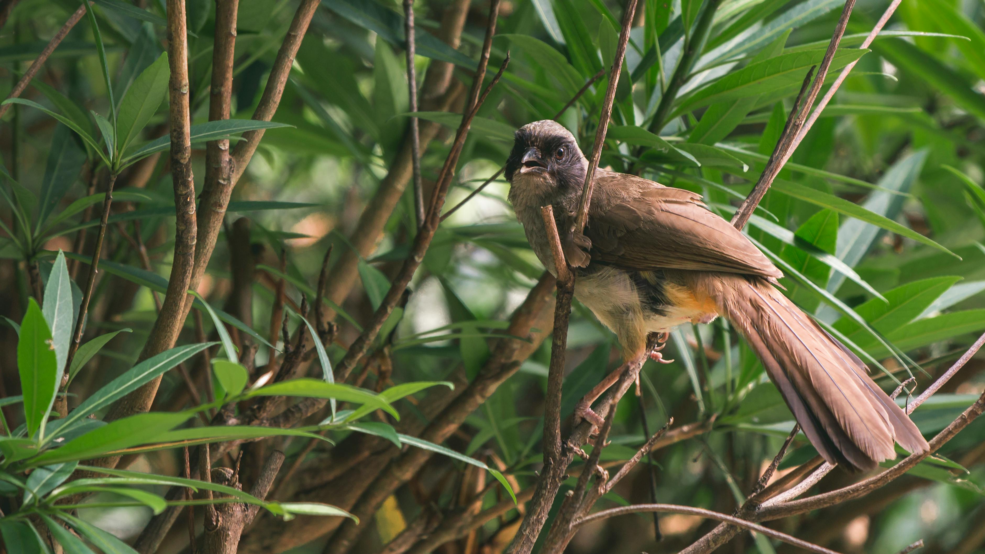 Yellow-vented Bulbul Perching On Branch · Free Stock Photo