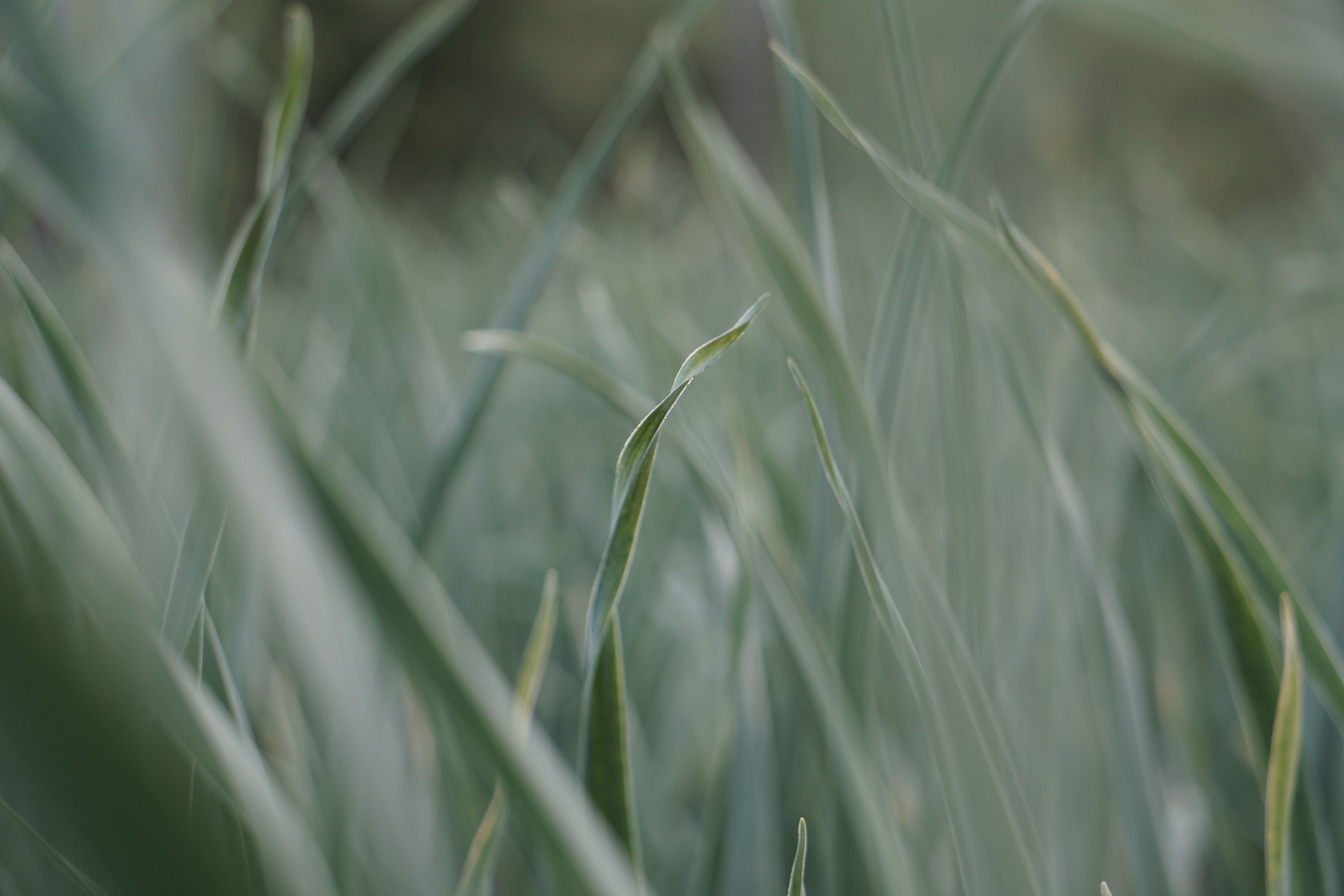 Grass at Beach · Free Stock Photo