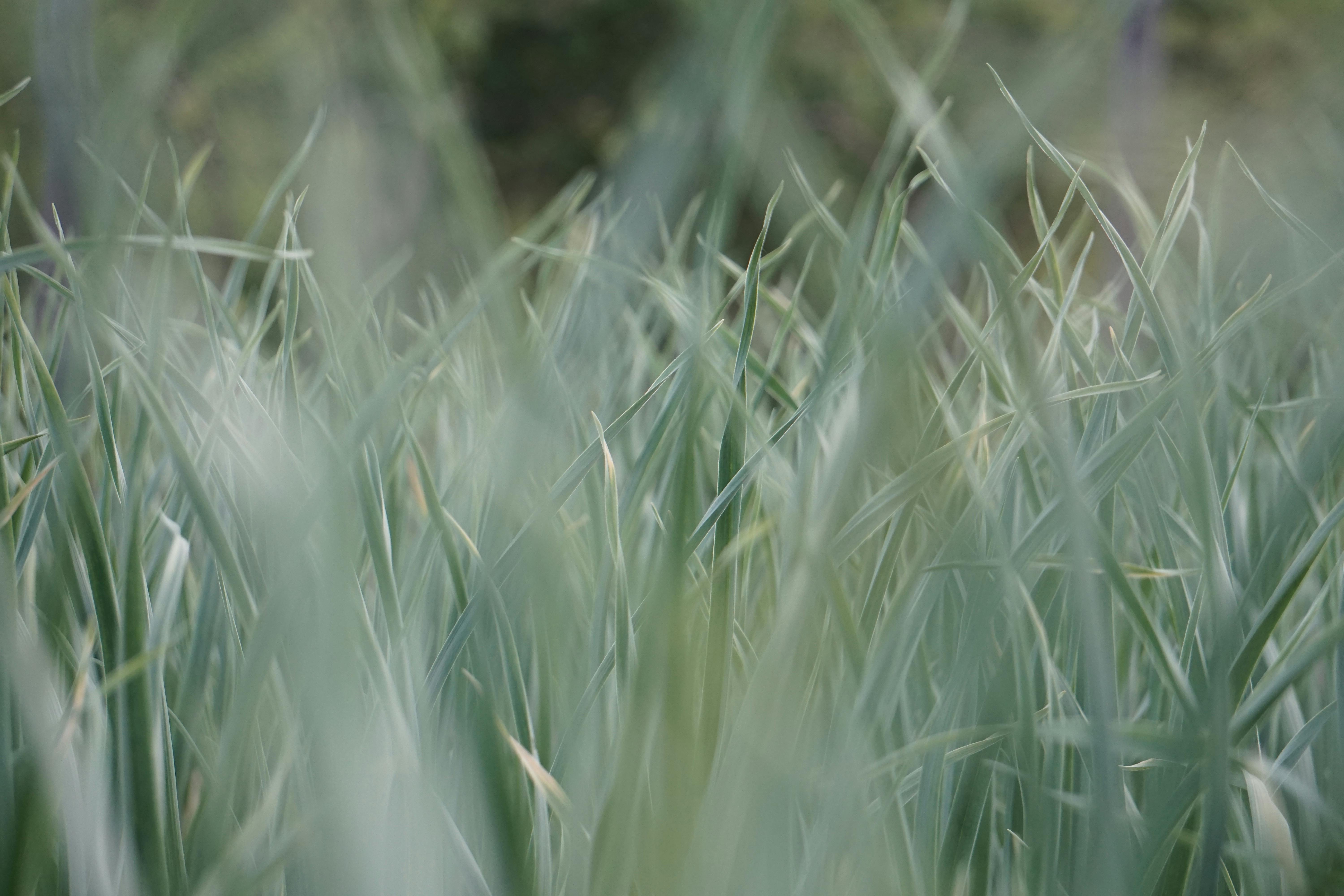 Blades of Rice Sticking out Above the Water in the Field · Free Stock Photo