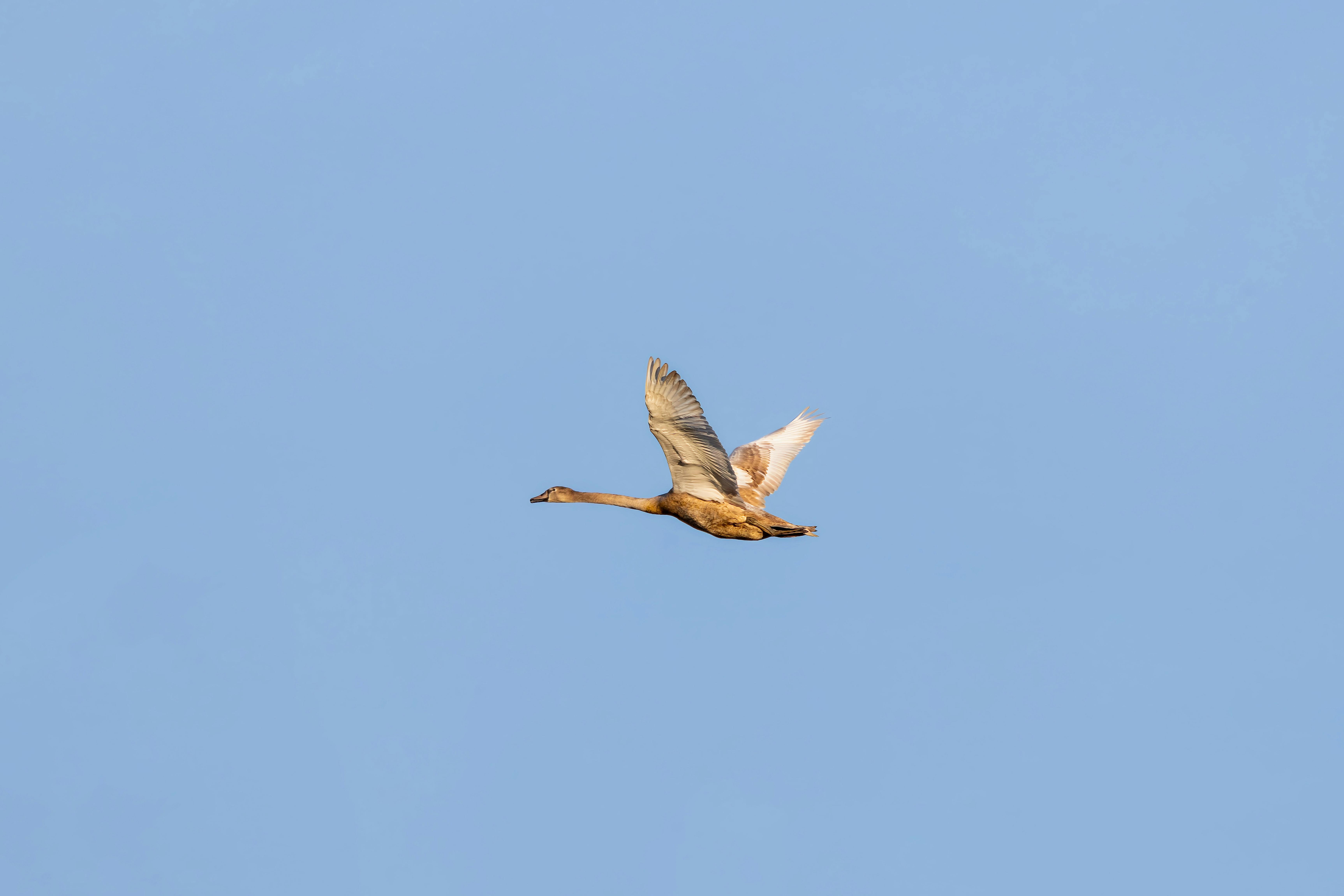 White Bird Flying Under Blue Sky · Free Stock Photo