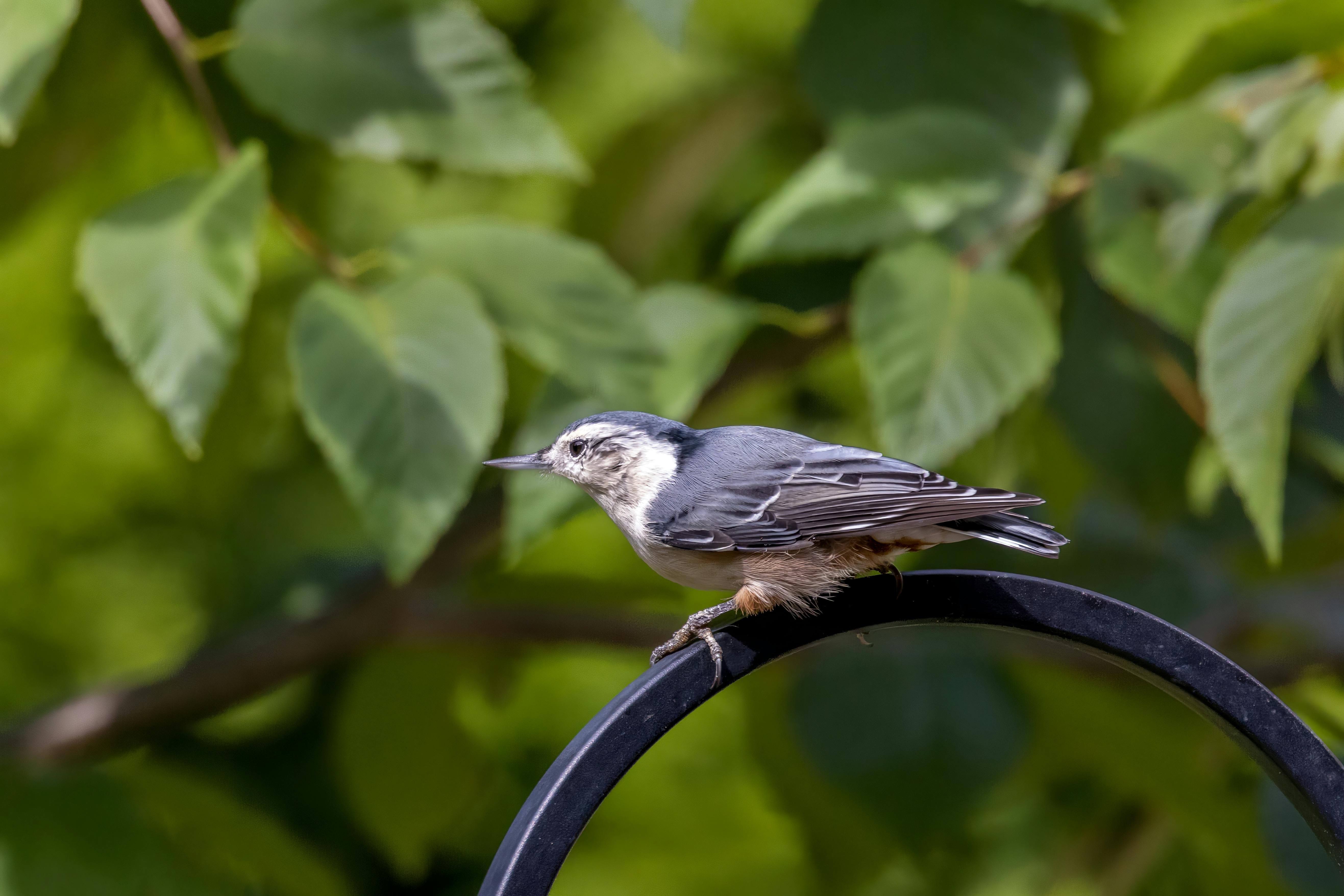 White-Breasted Nuthatch Perched on a Metal Near Green Leaves · Free ...