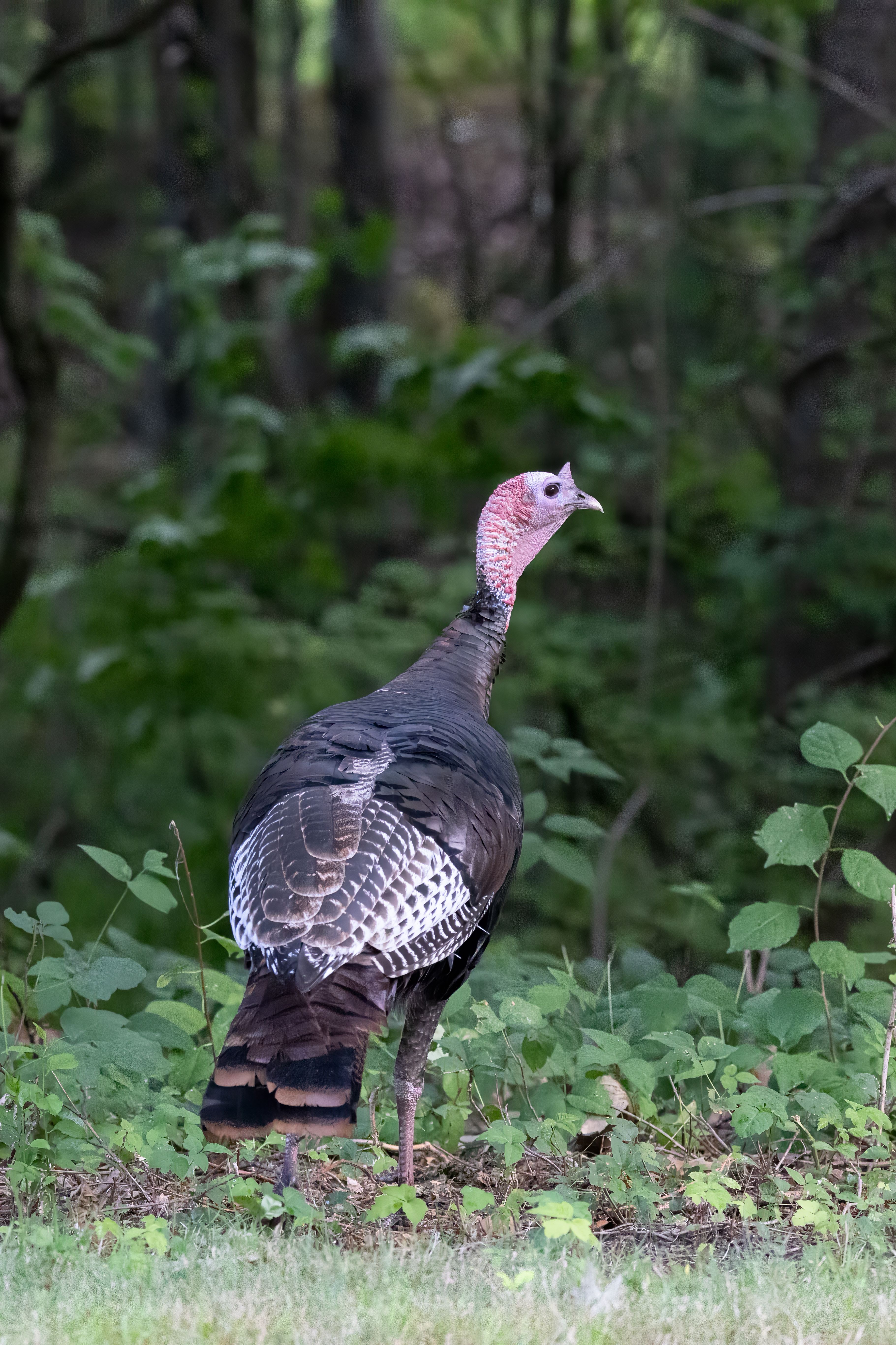 Turkey Standing on Grass · Free Stock Photo