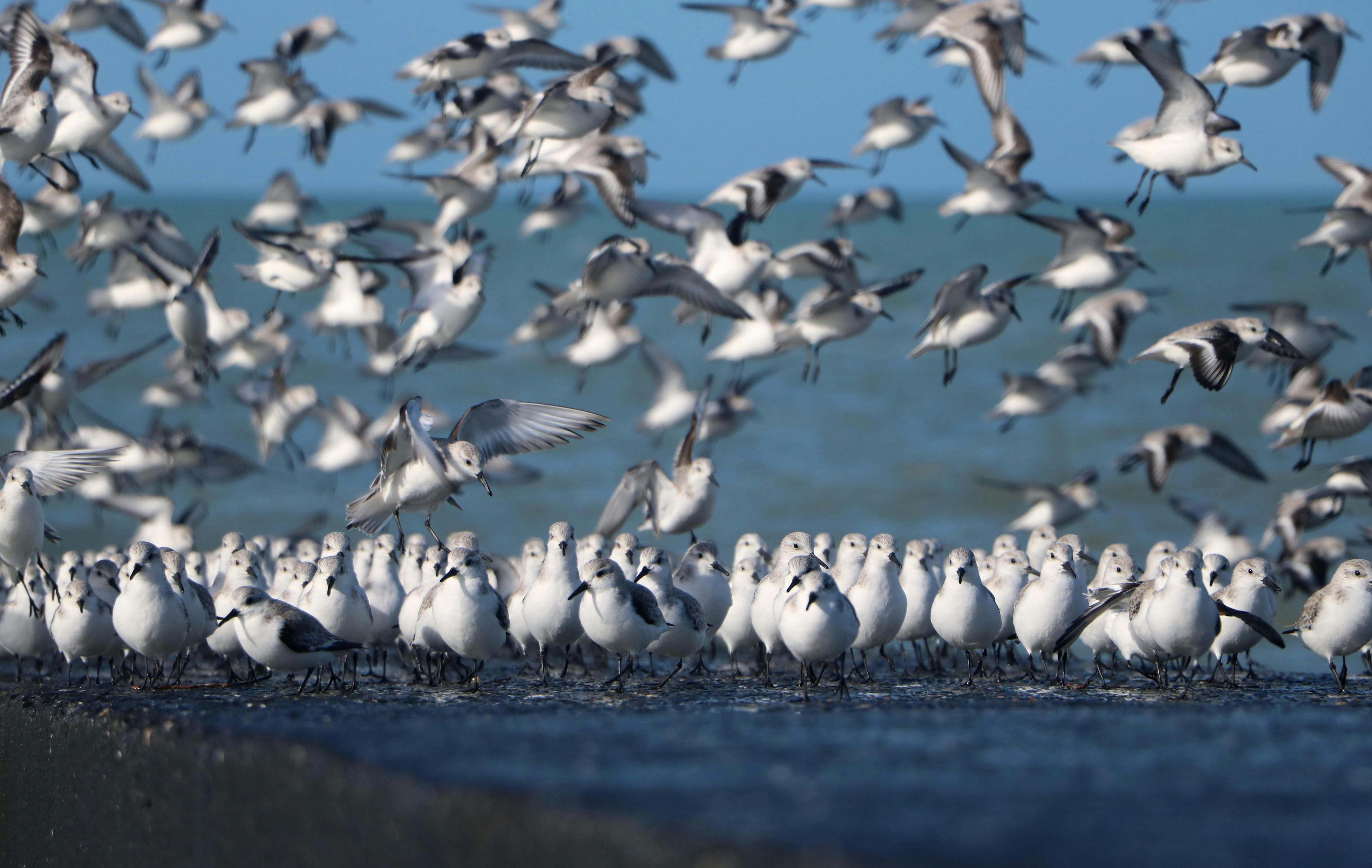Monochrome Photo of Flock of Flying Birds · Free Stock Photo